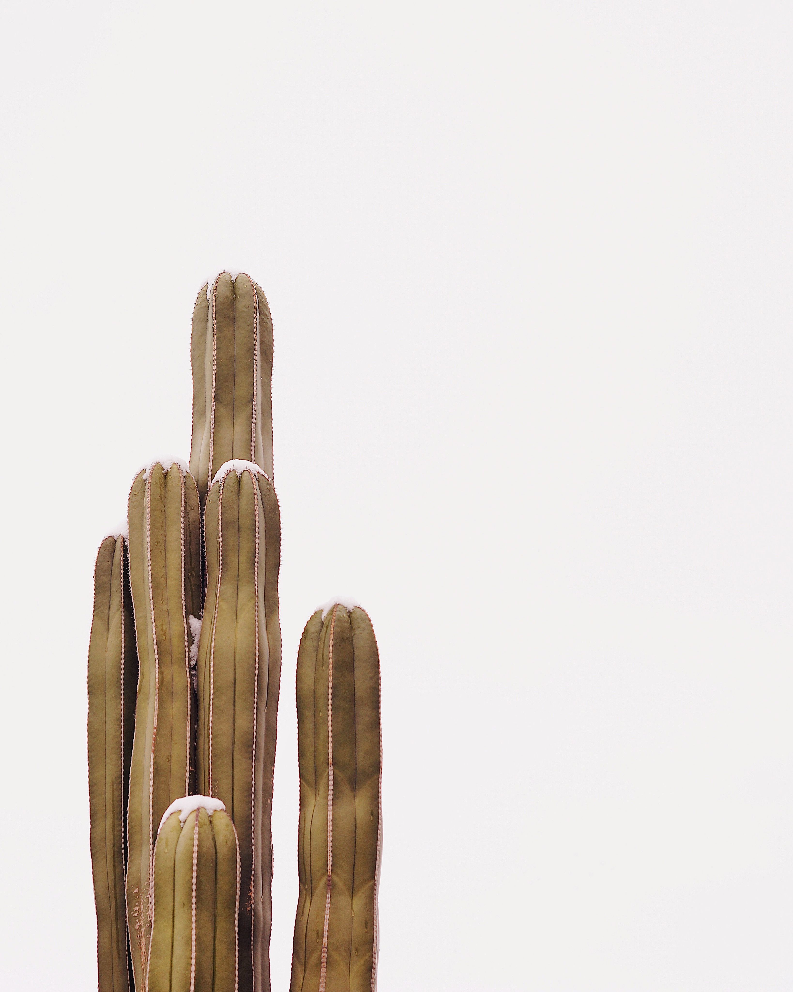 Photo of Brown Cactus · Free Stock Photo