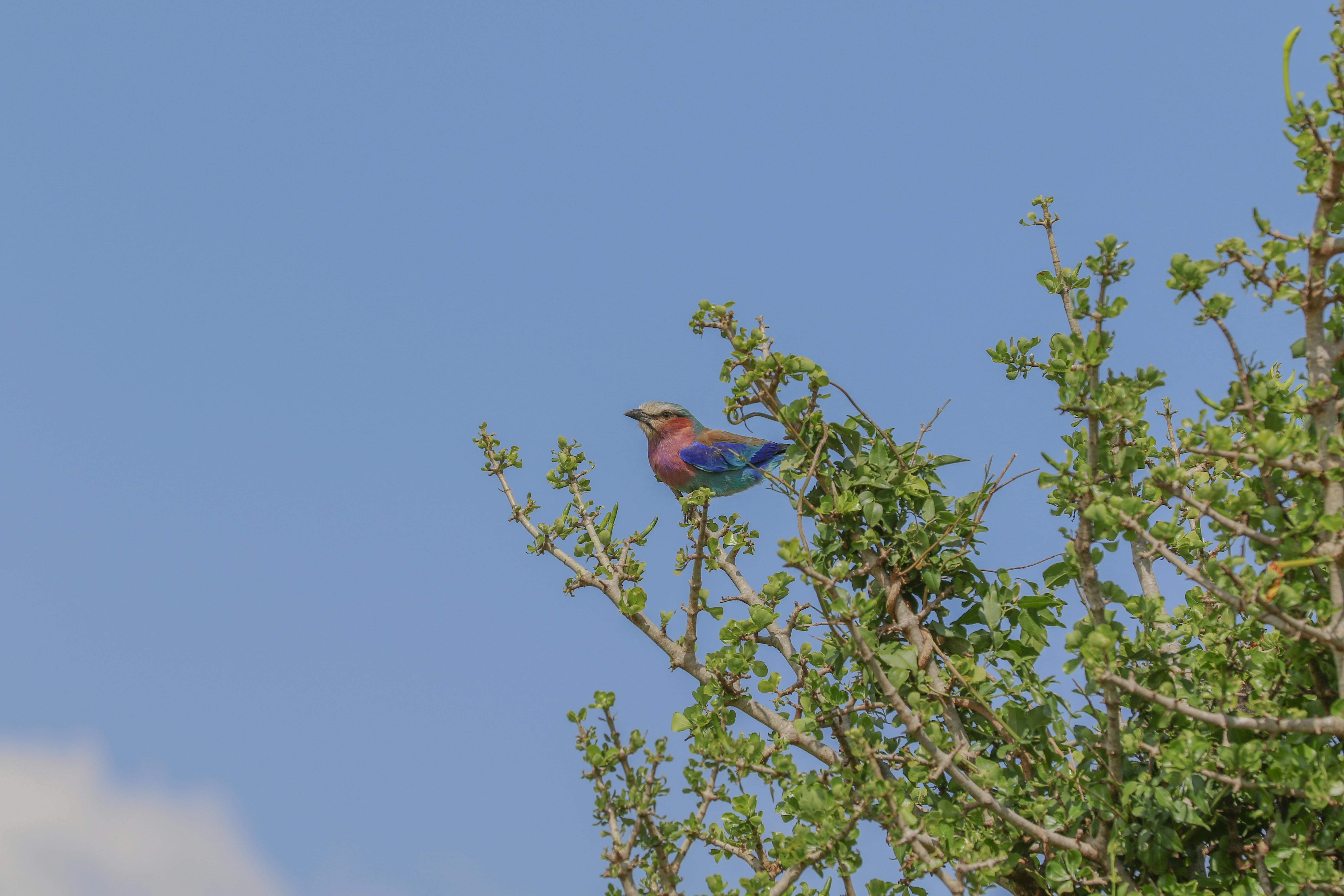 Guyo Adhi - Photography