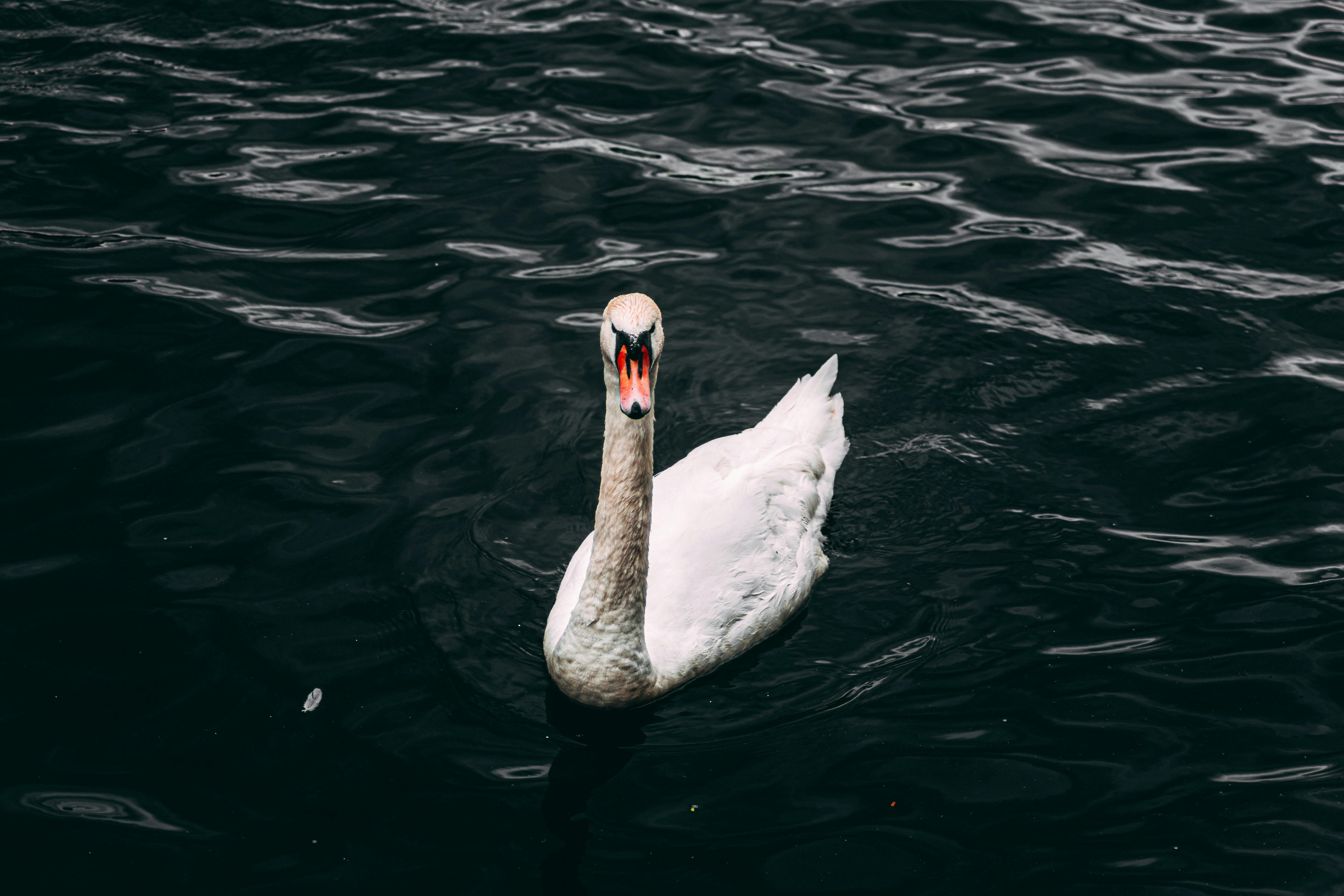 Reflection of Swan on Body of Water · Free Stock Photo