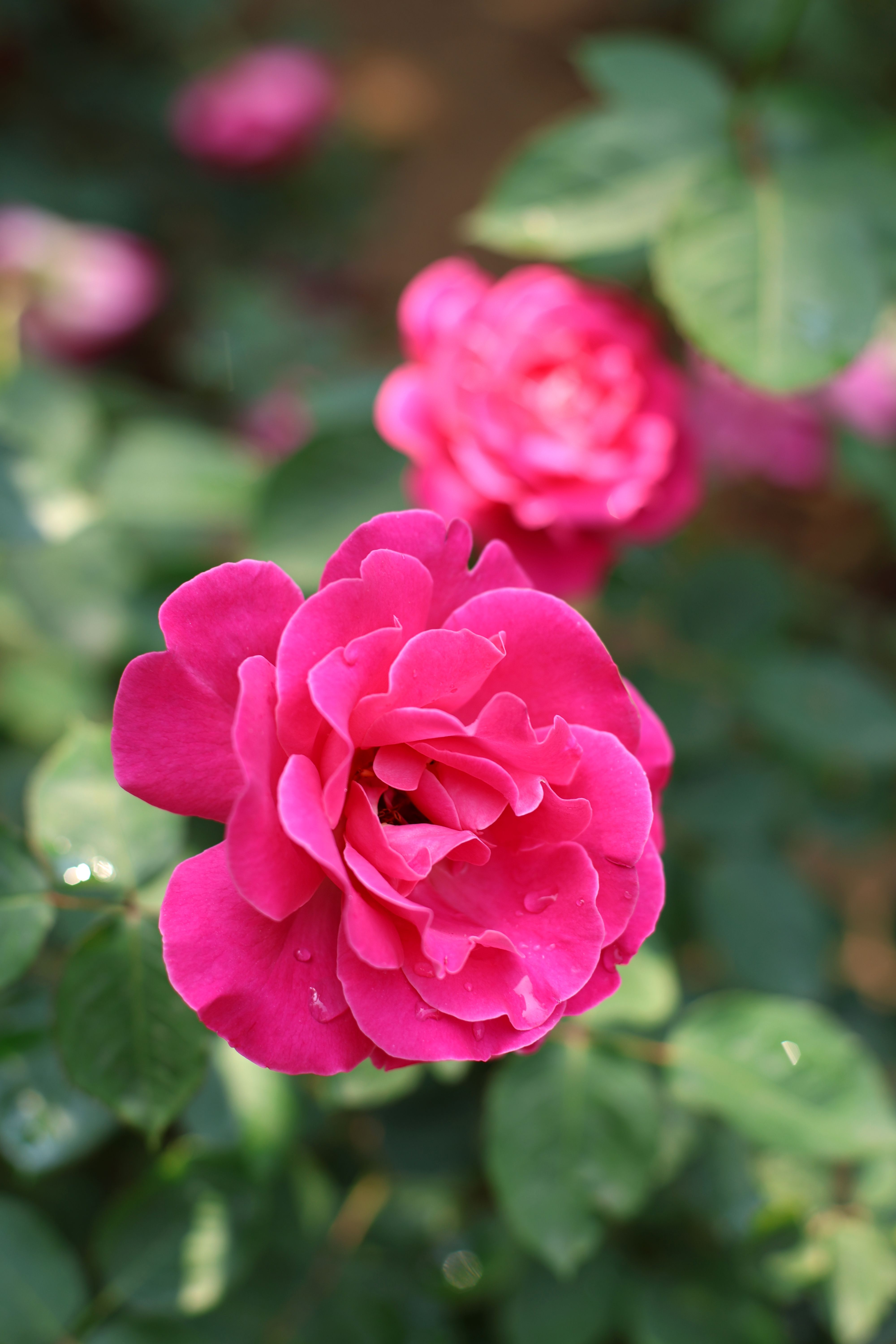 Blooming Pink Roses in the Summer Garden · Free Stock Photo