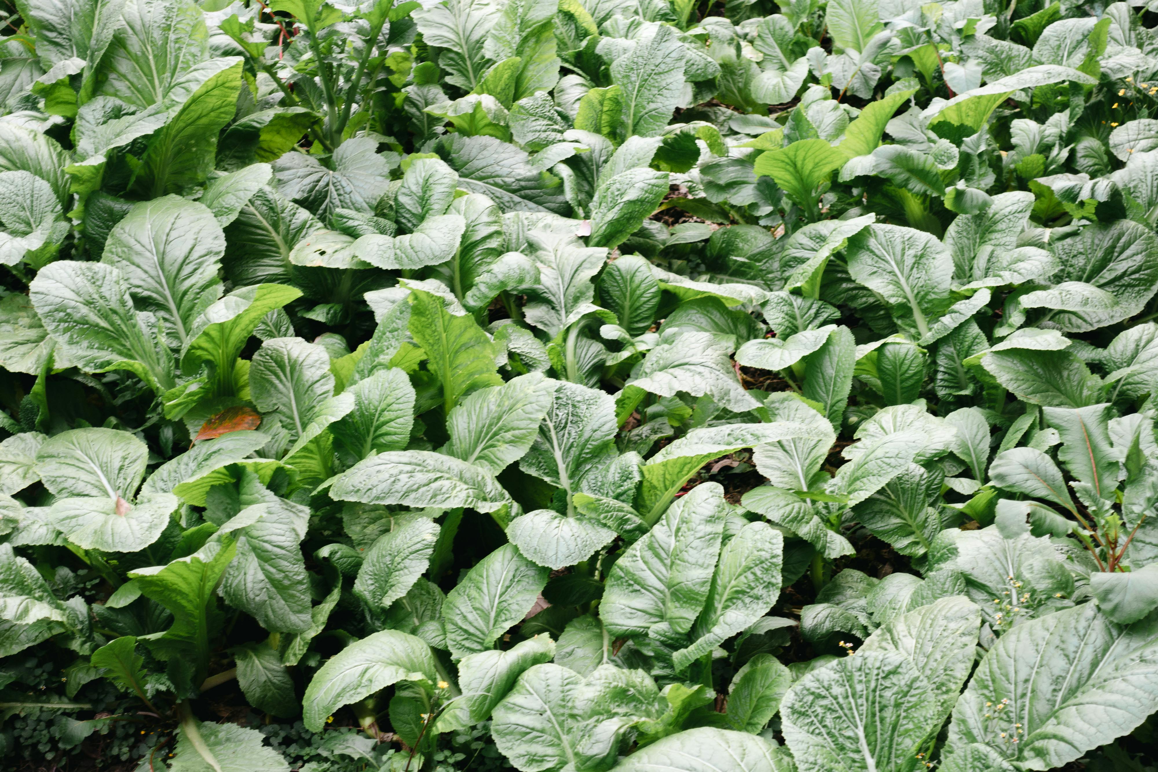A large green leafy vegetable garden with many plants · Free Stock Photo