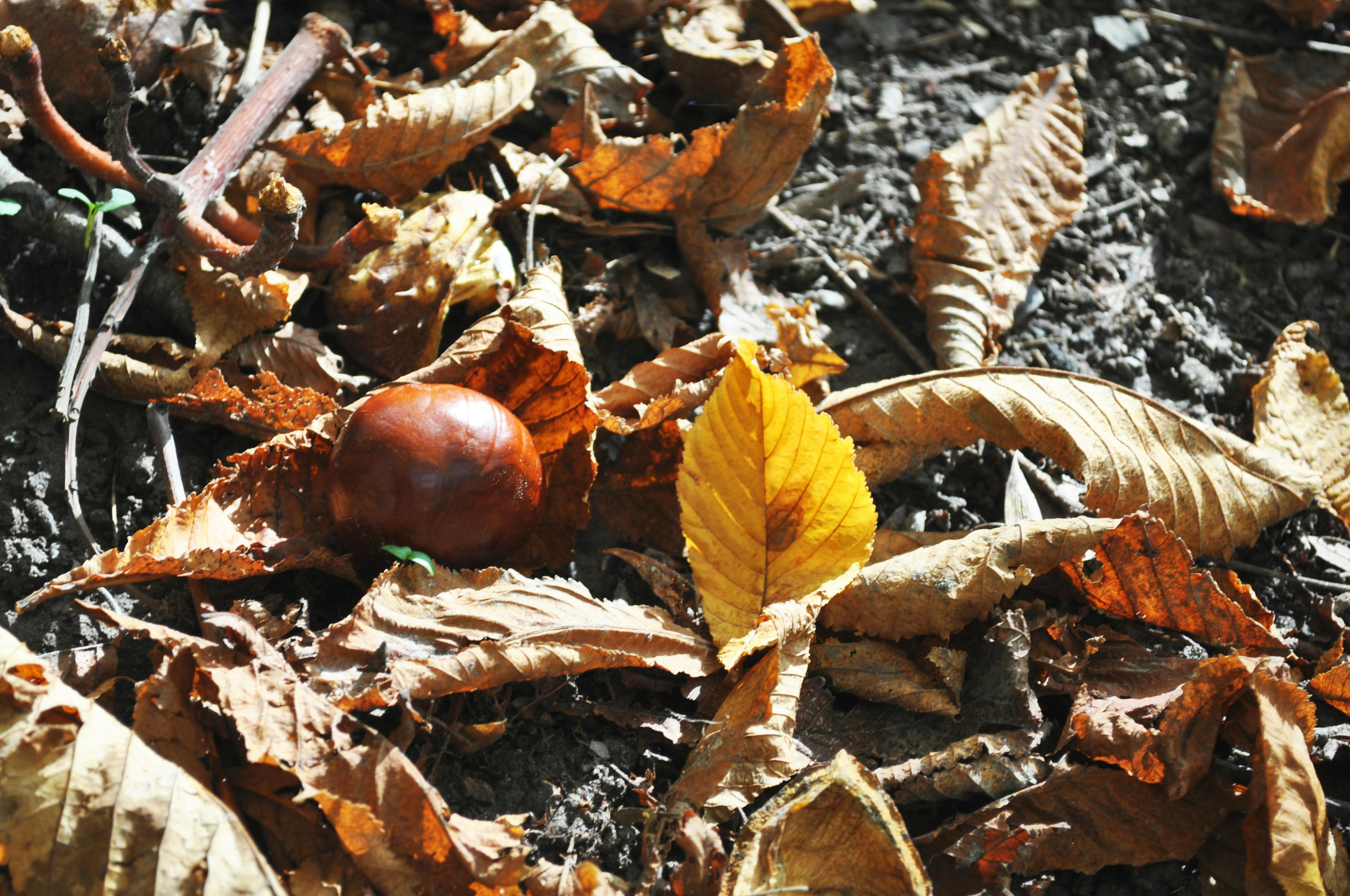 Free stock photo of autumn foliage, chestnut, fall foliage