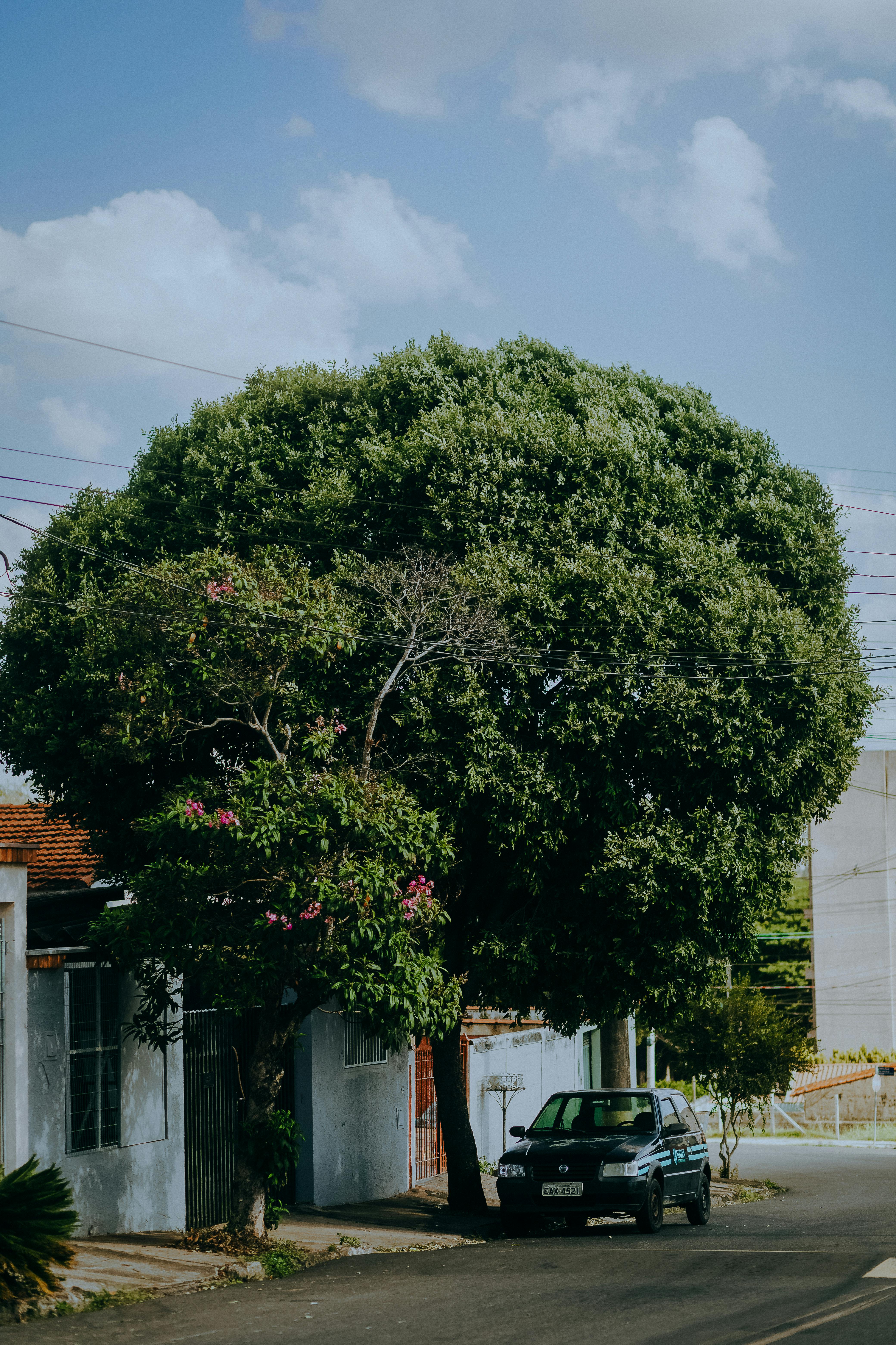 A Car Parked under a Tree · Free Stock Photo