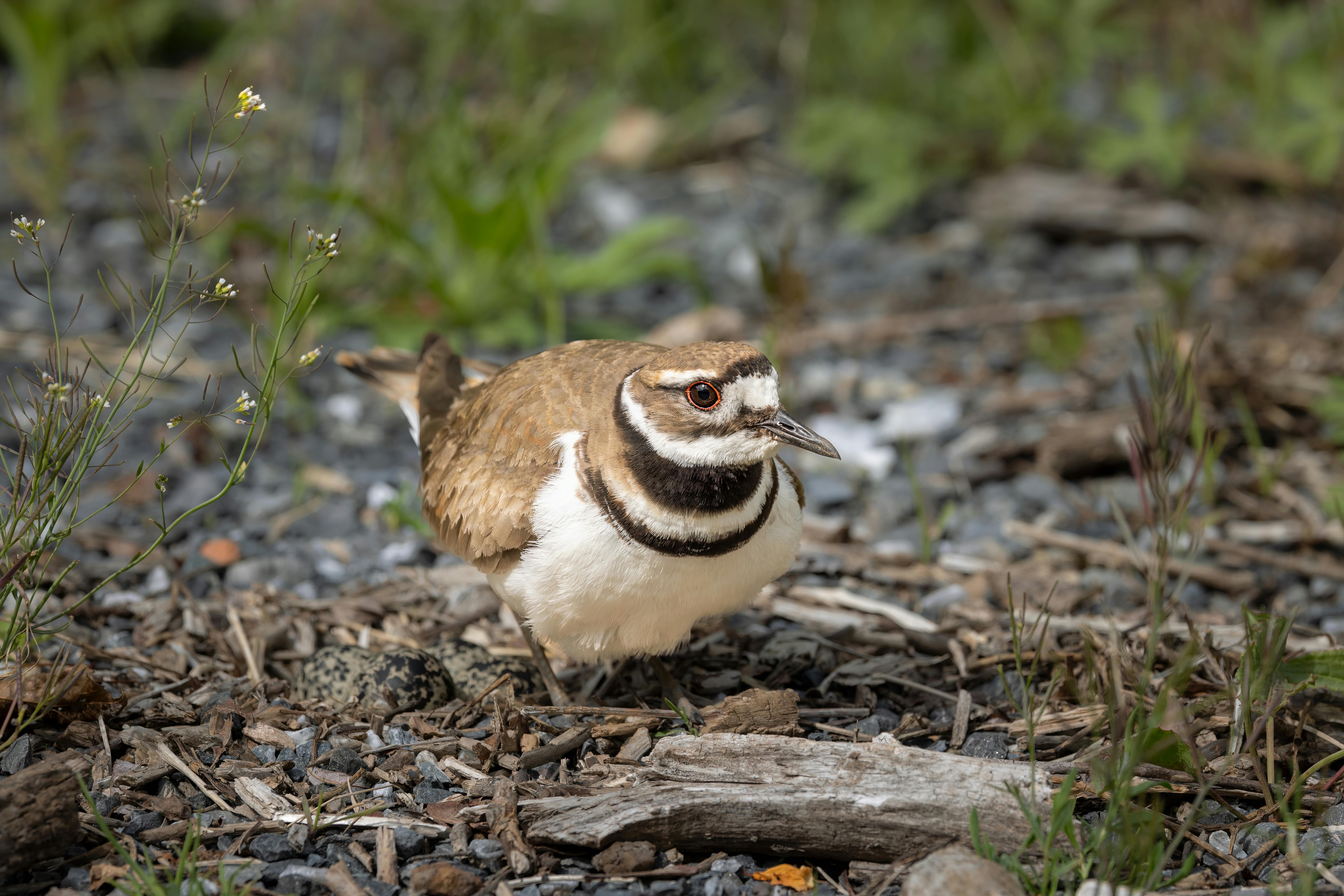 Killdeer on Ground · Free Stock Photo