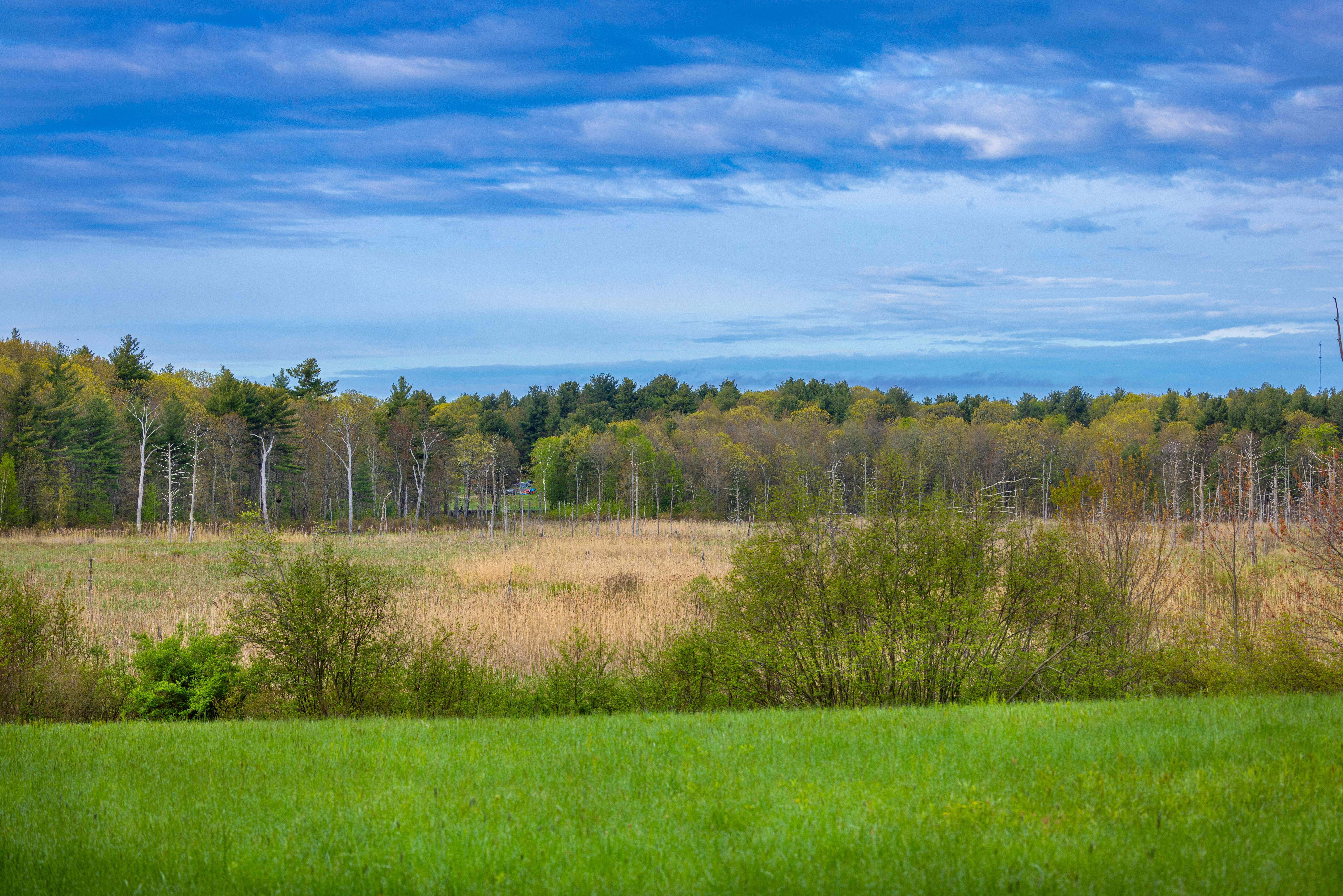 A field with grass and trees in the distance · Free Stock Photo