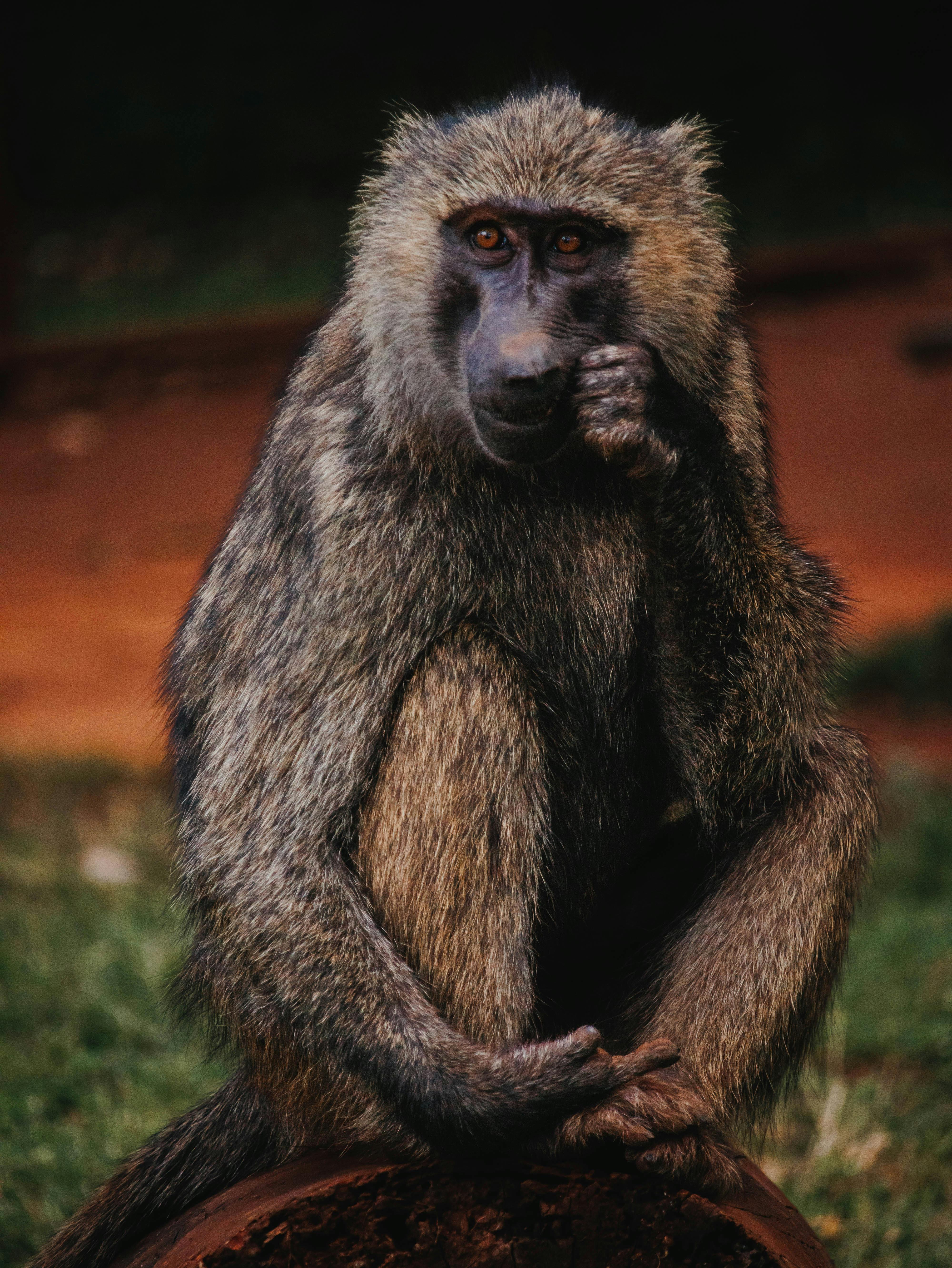 Baboon while Eating · Free Stock Photo