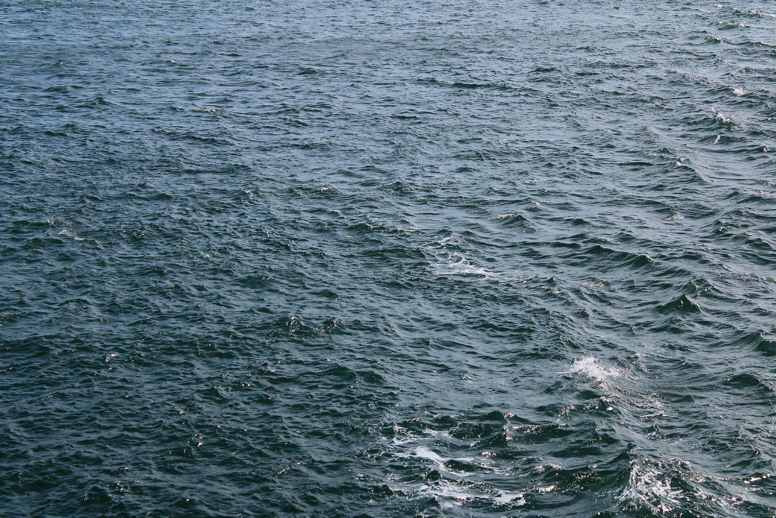 Marine Wolves Photos, Download The BEST Free Marine Wolves Stock Photos ...