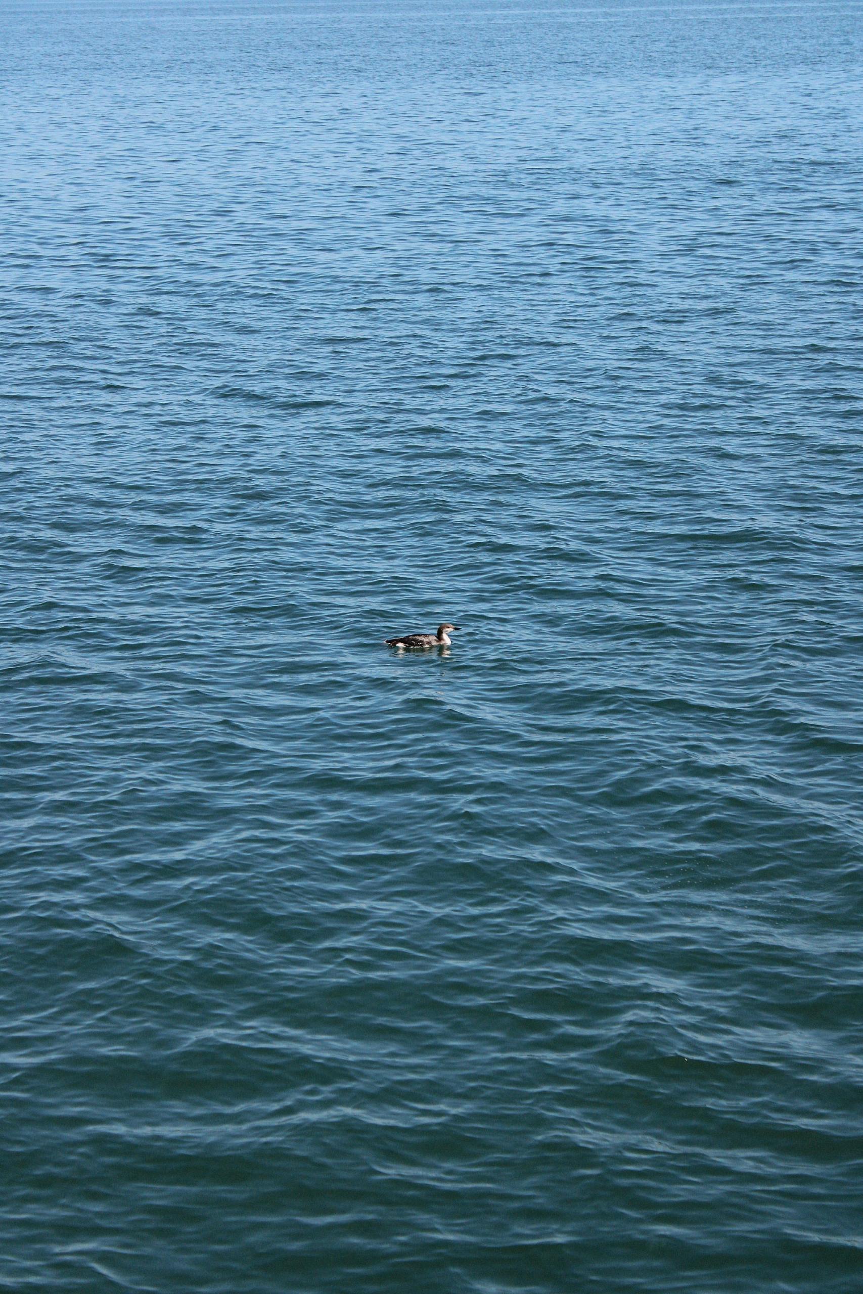 Hidden Duck Photos, Download The BEST Free Hidden Duck Stock Photos ...