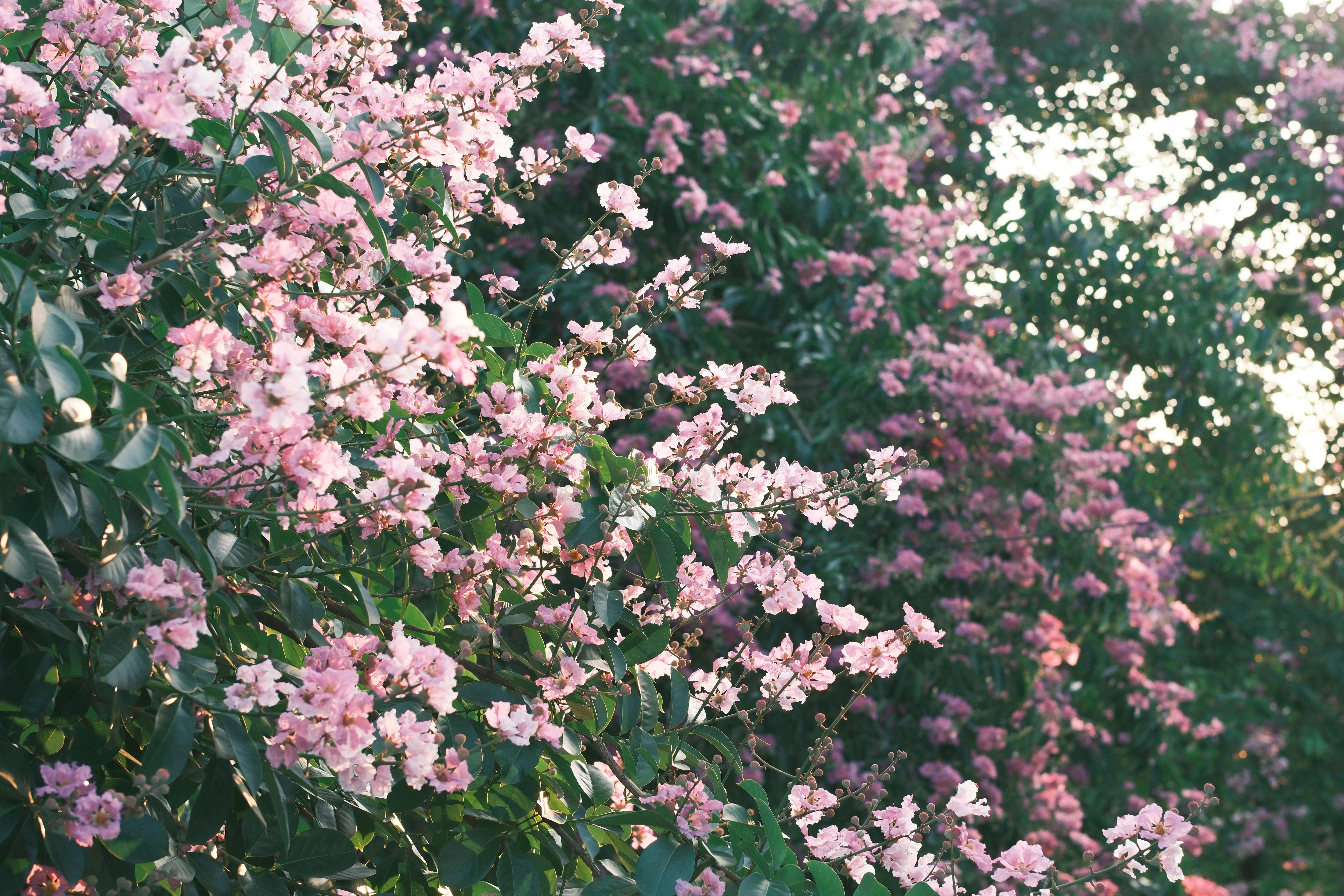giant crape-myrtle · Free Stock Photo