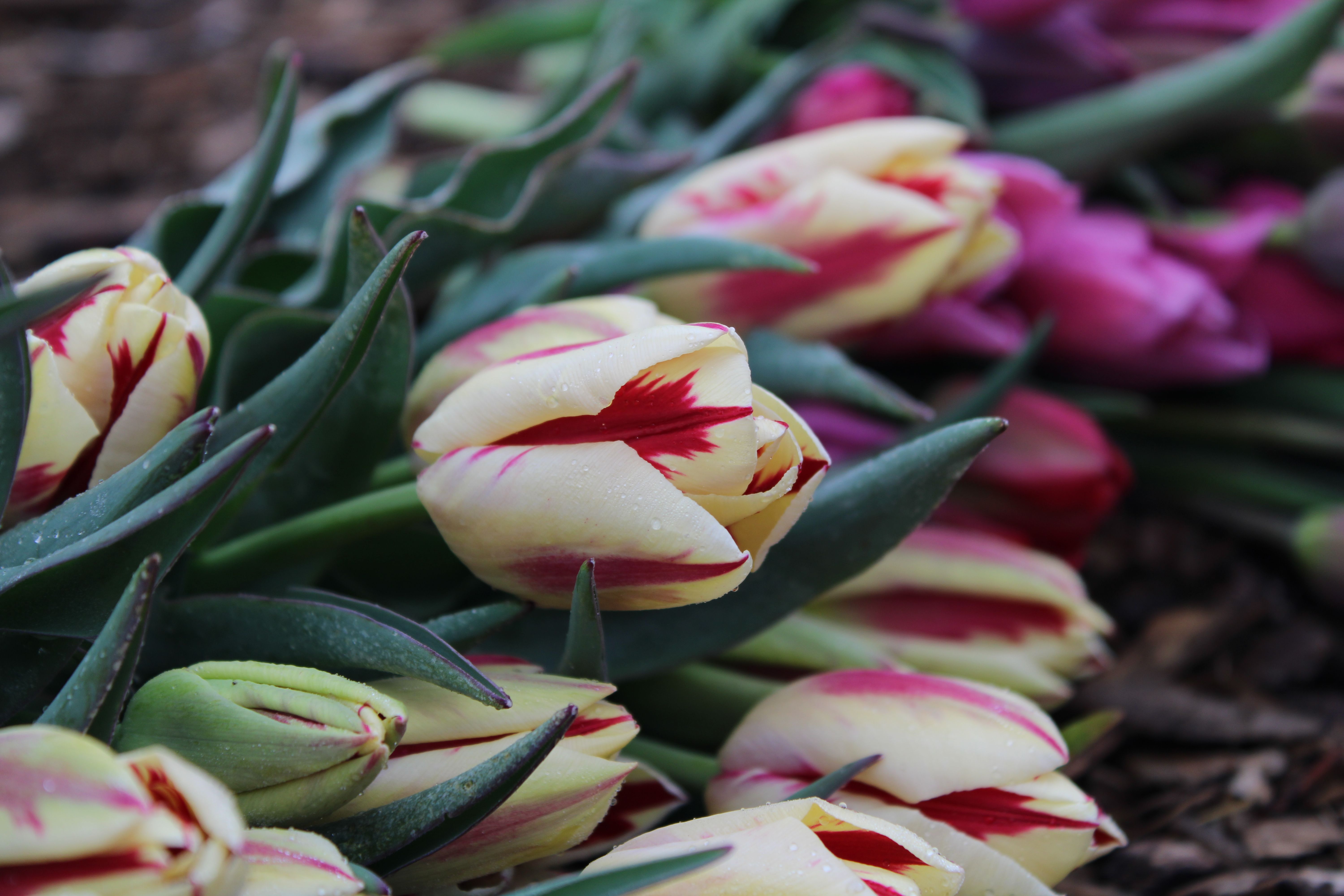 Yellow Tulips on Meadow · Free Stock Photo
