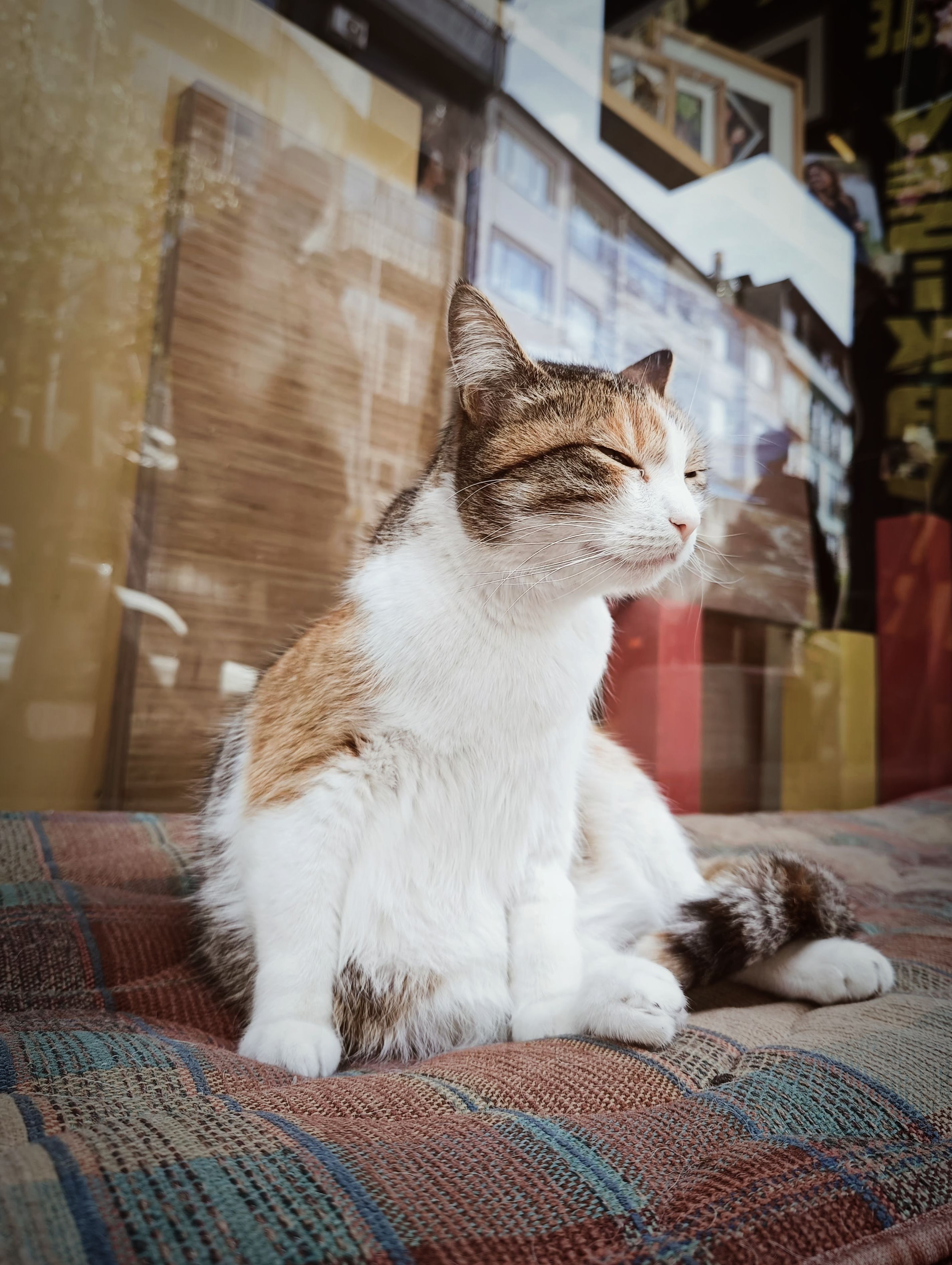 Cat Sitting Up Photos, Download The BEST Free Cat Sitting Up Stock ...