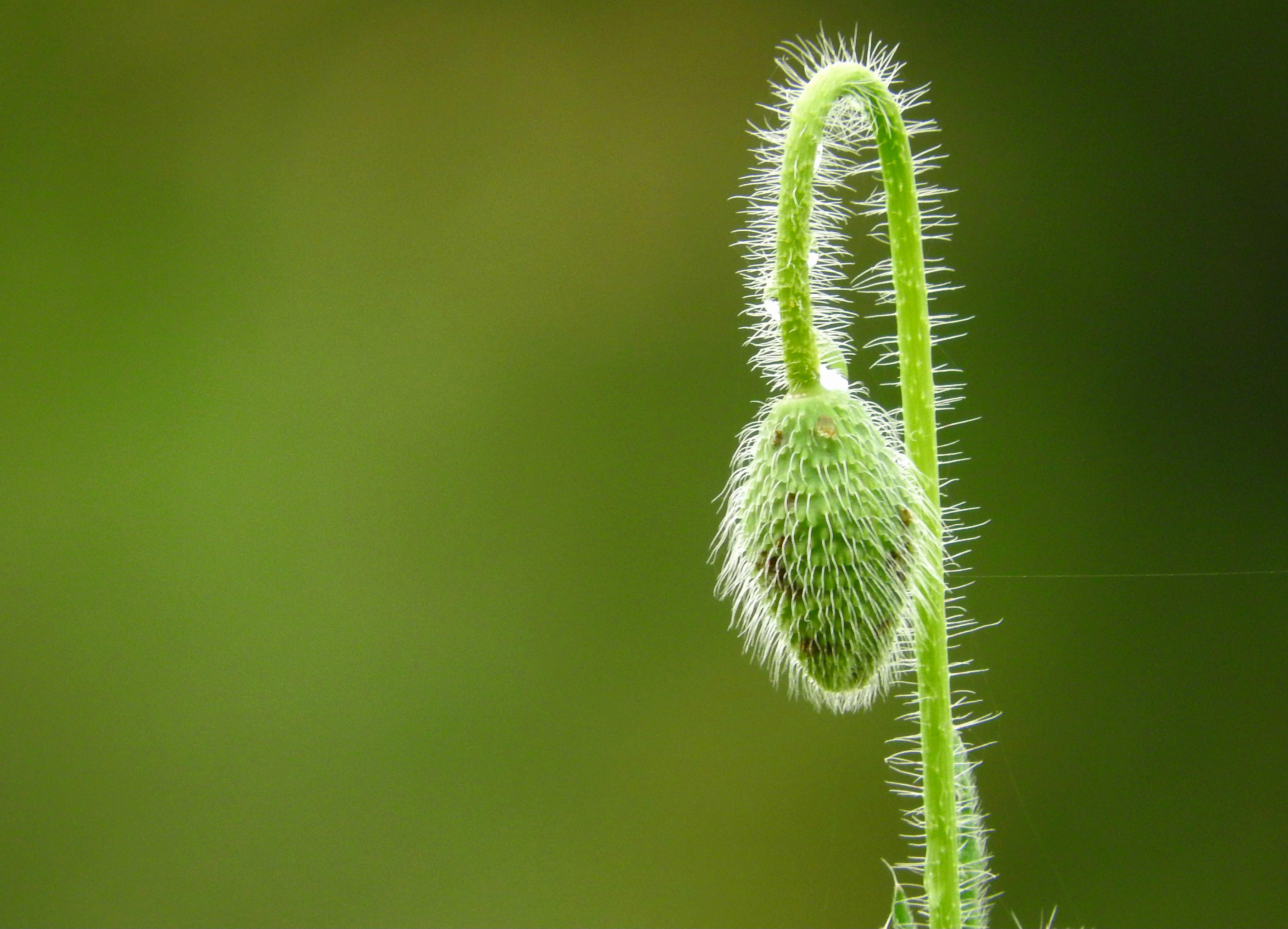Closed Thistle Flower · Free Stock Photo