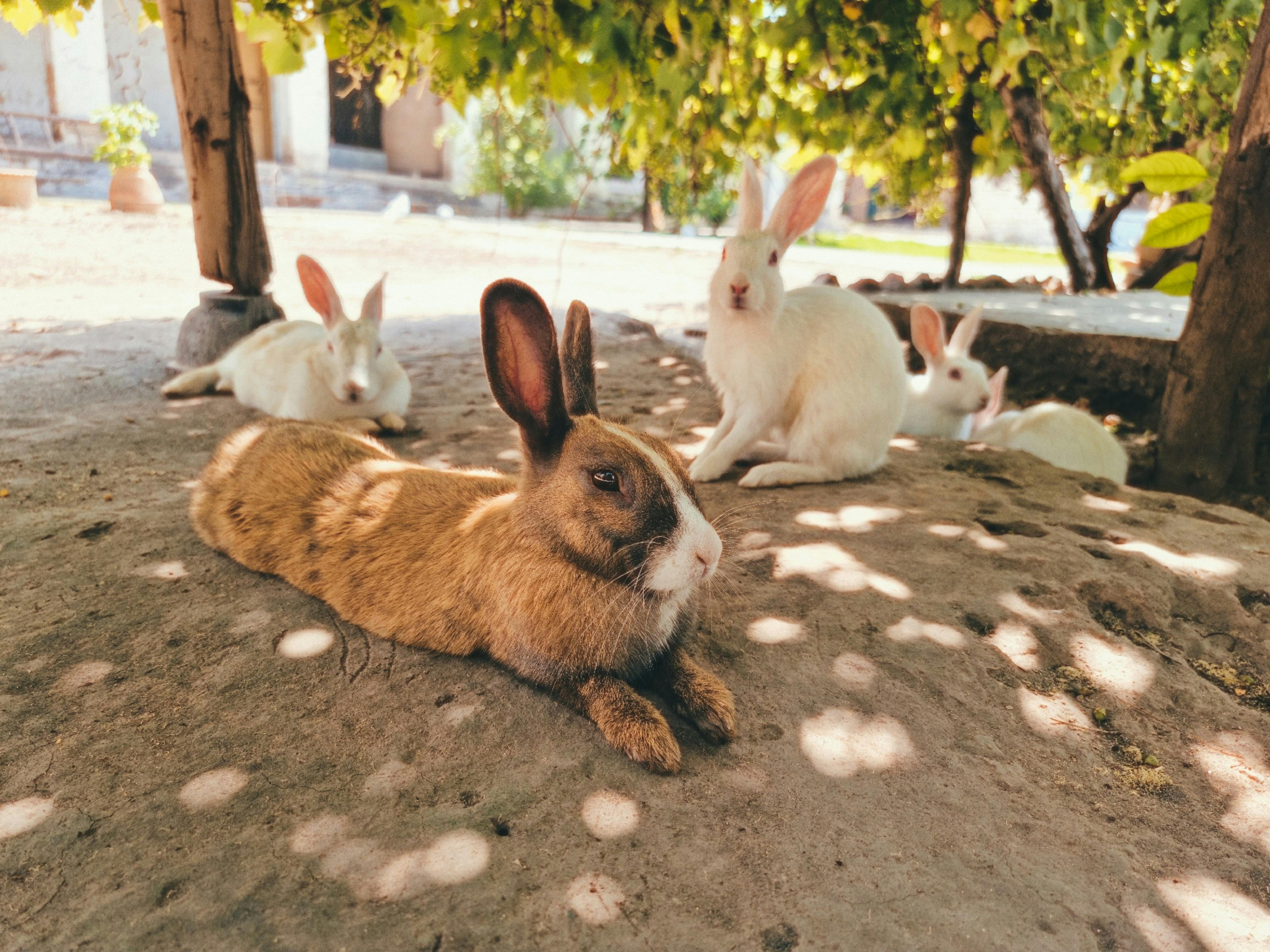Rabbits Lying Down in Village · Free Stock Photo