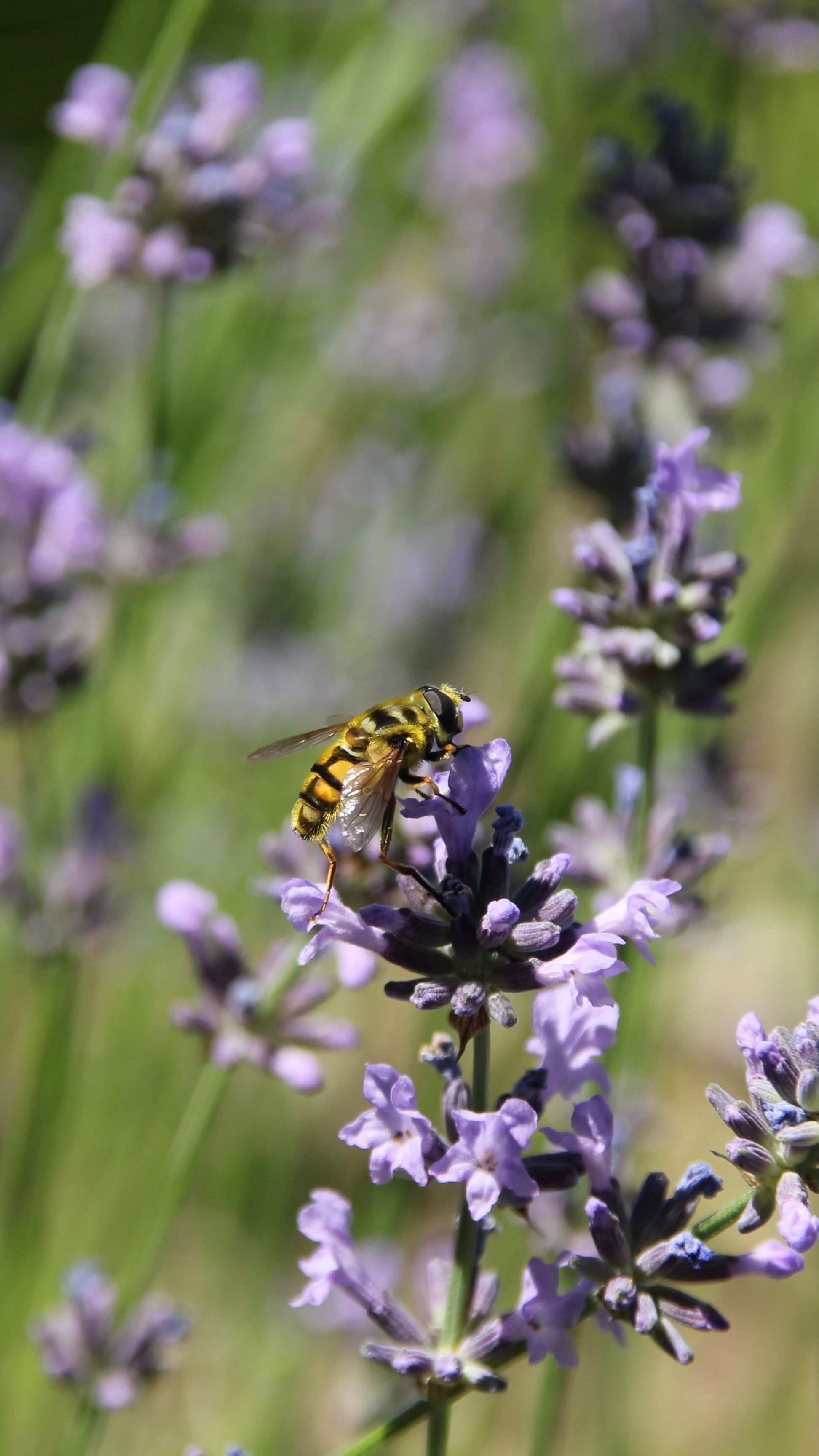 Vertical Shot of a Bee on an Angle-Leaved lavender · Free Stock Photo