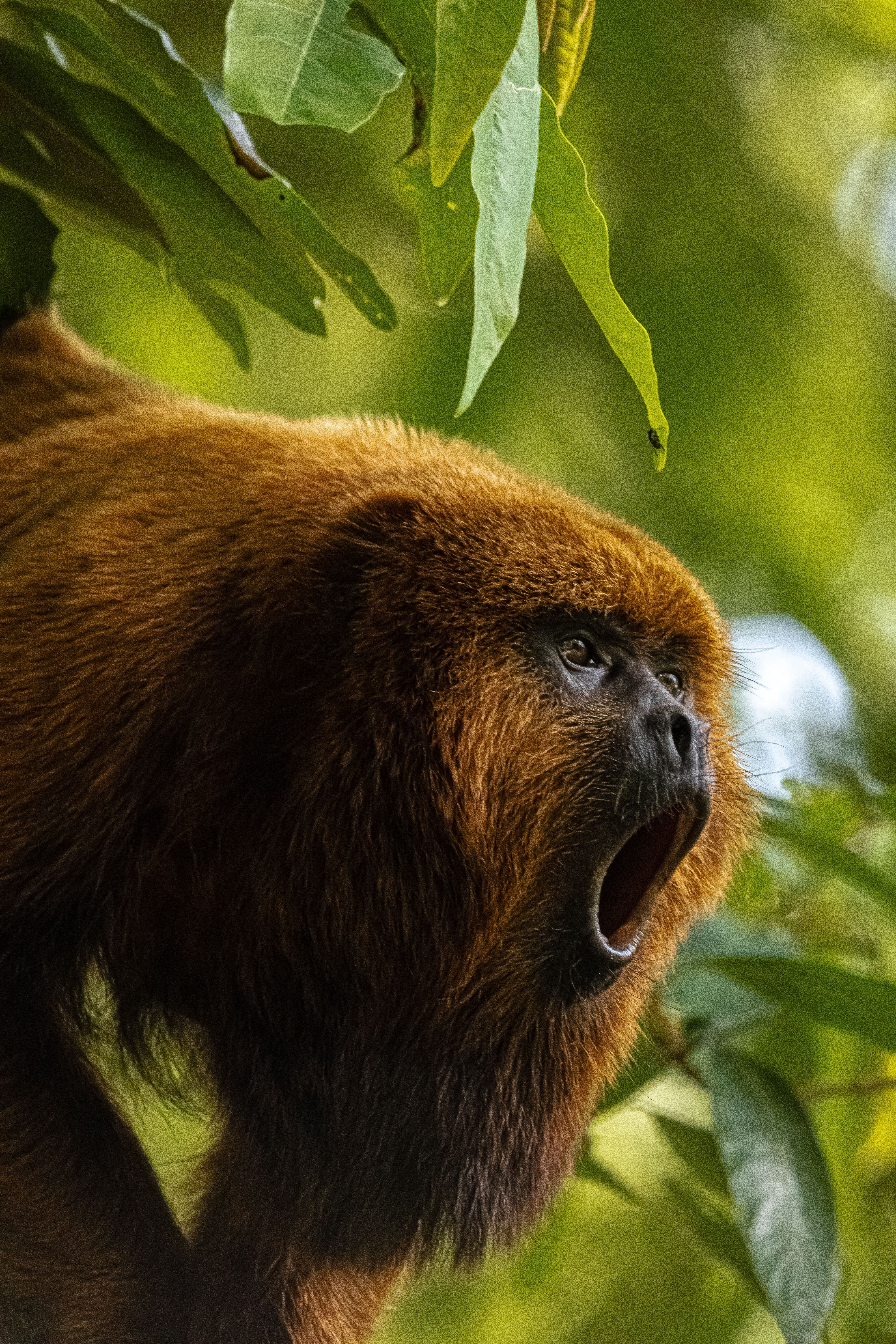 Foto profissional gratuita de alouatta guariba, américa do sul, américa ...