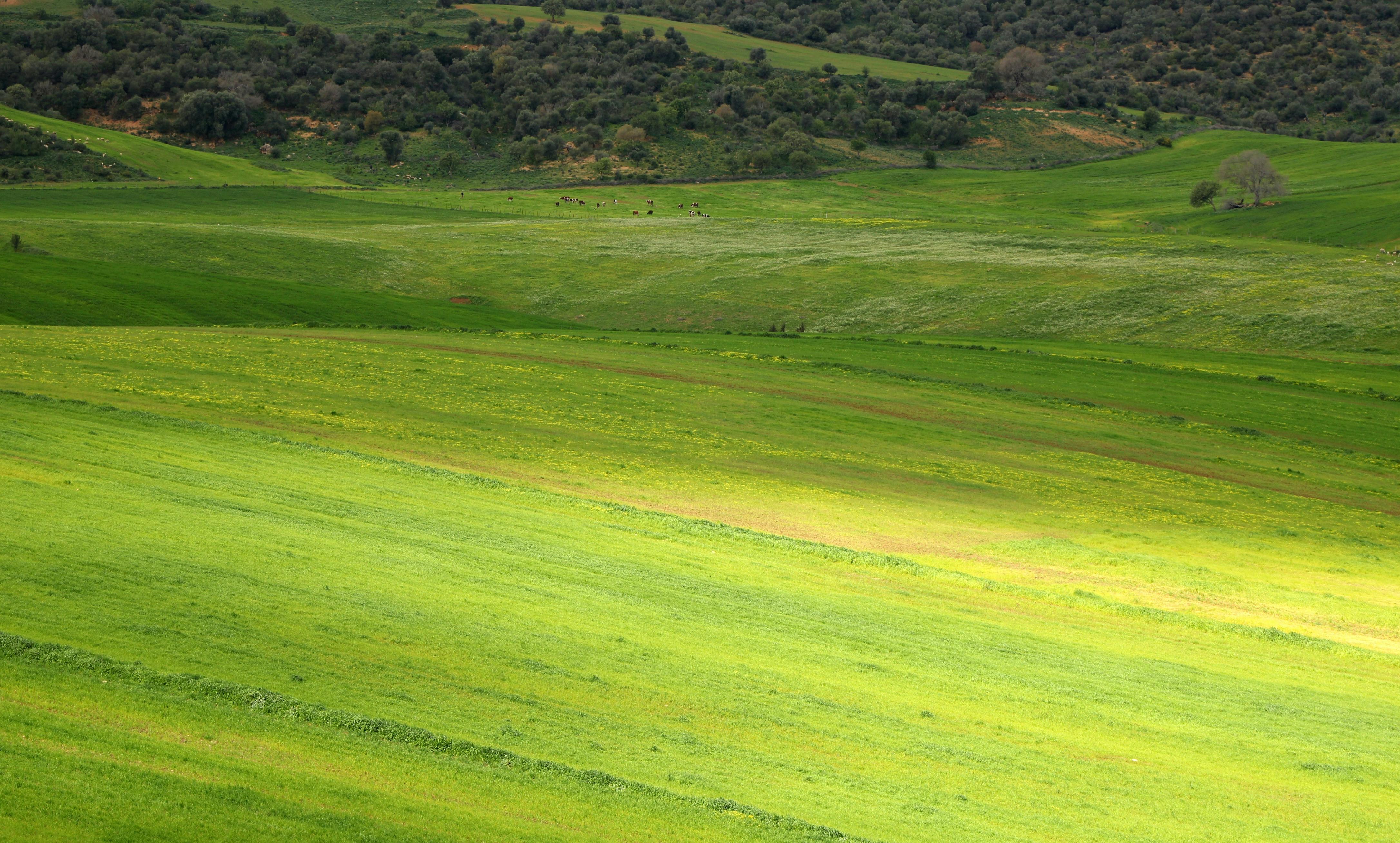 Green Grass Field and Trees High-saturated Photography · Free Stock Photo