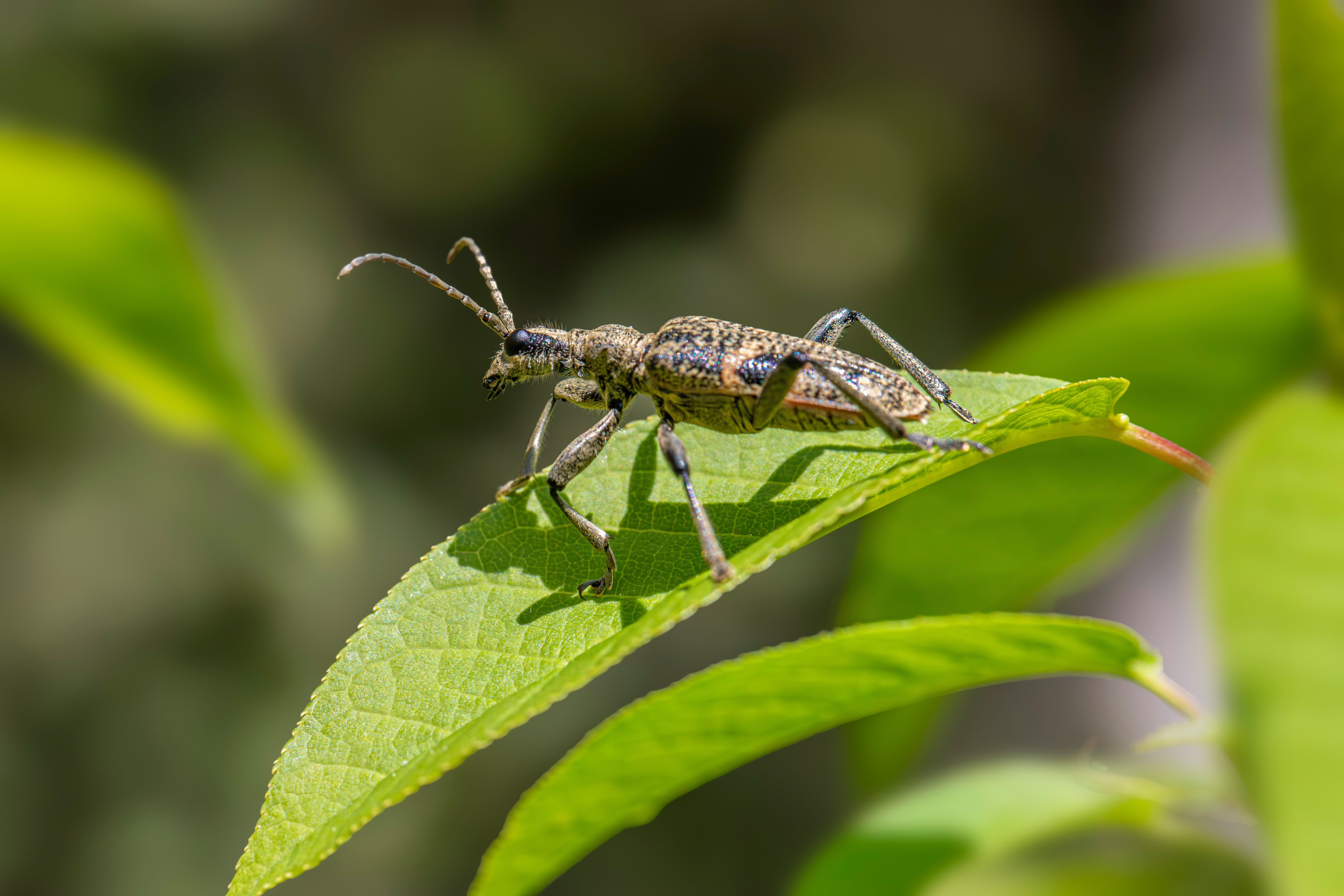Close-up of a Black-Spotted Longhorn Beetle Sitting on a Leaf · Free ...