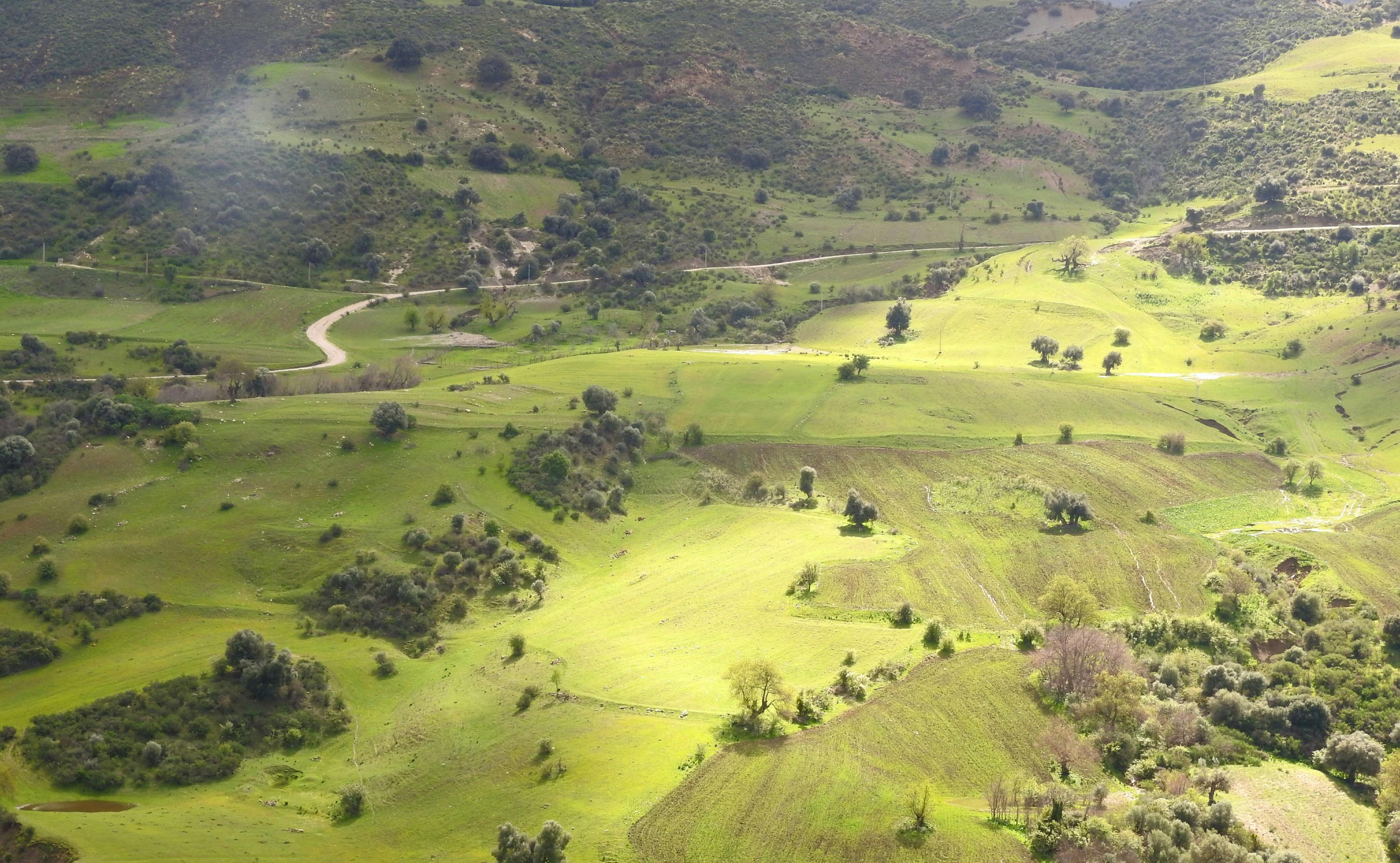 Greeneries Photos, Download The BEST Free Greeneries Stock Photos & HD ...