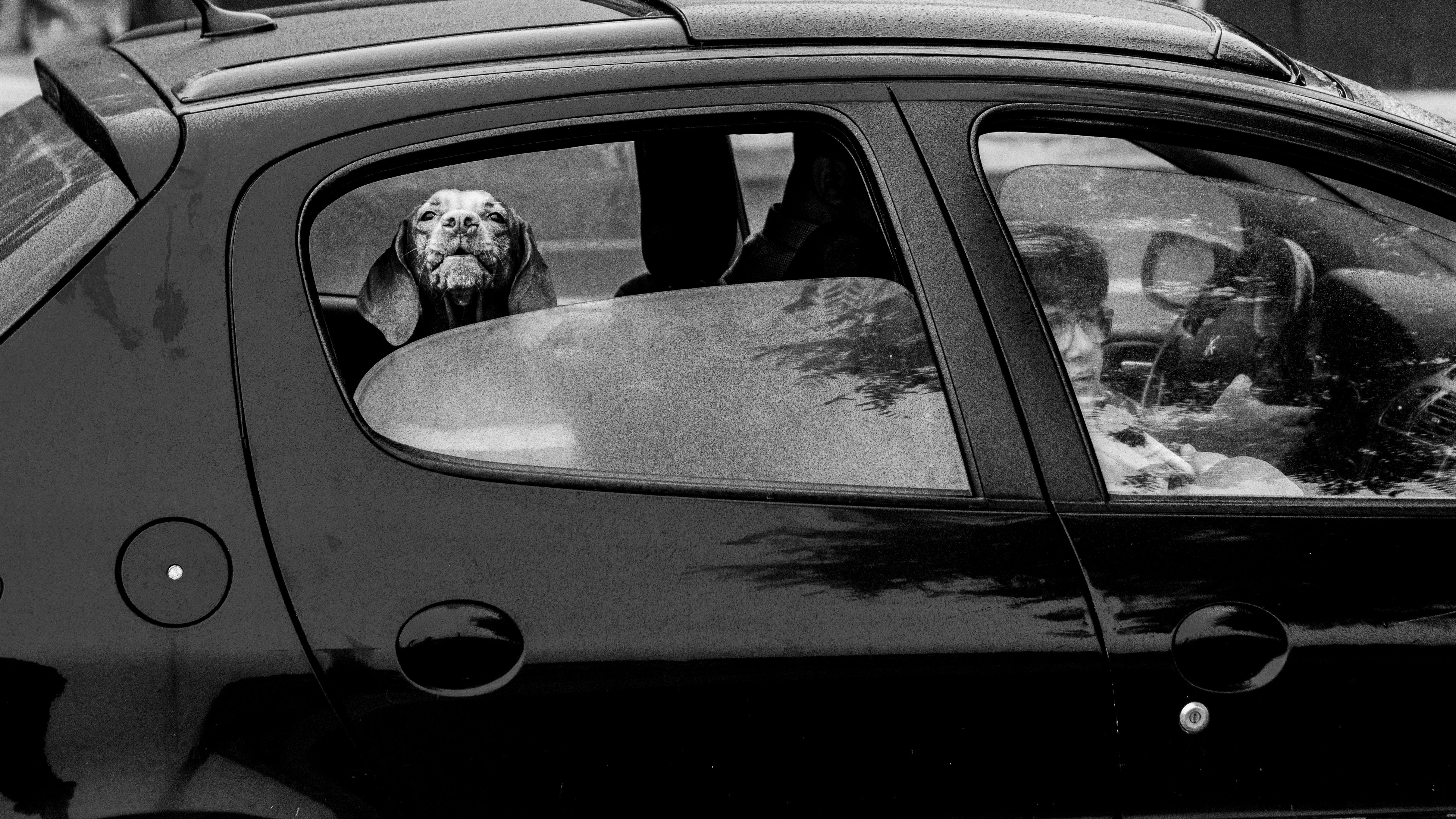 Dog in Car Window · Free Stock Photo