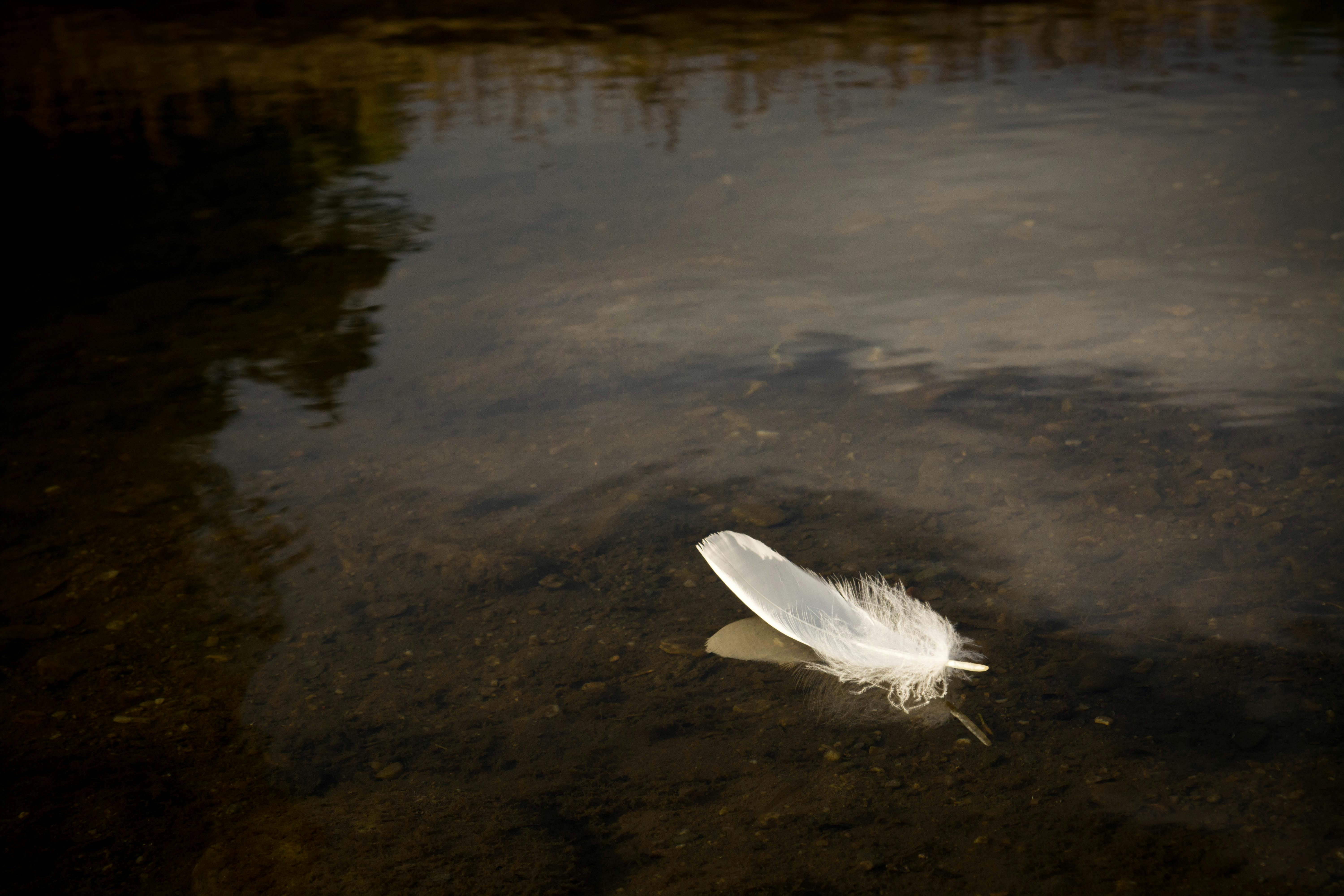 Feather Floating on Shallow Lake Water · Free Stock Photo