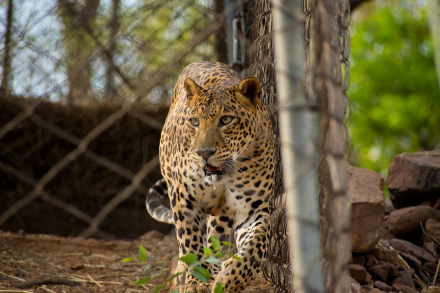 Tsushima Leopard Cat Conservation Efforts on Japan's Islands