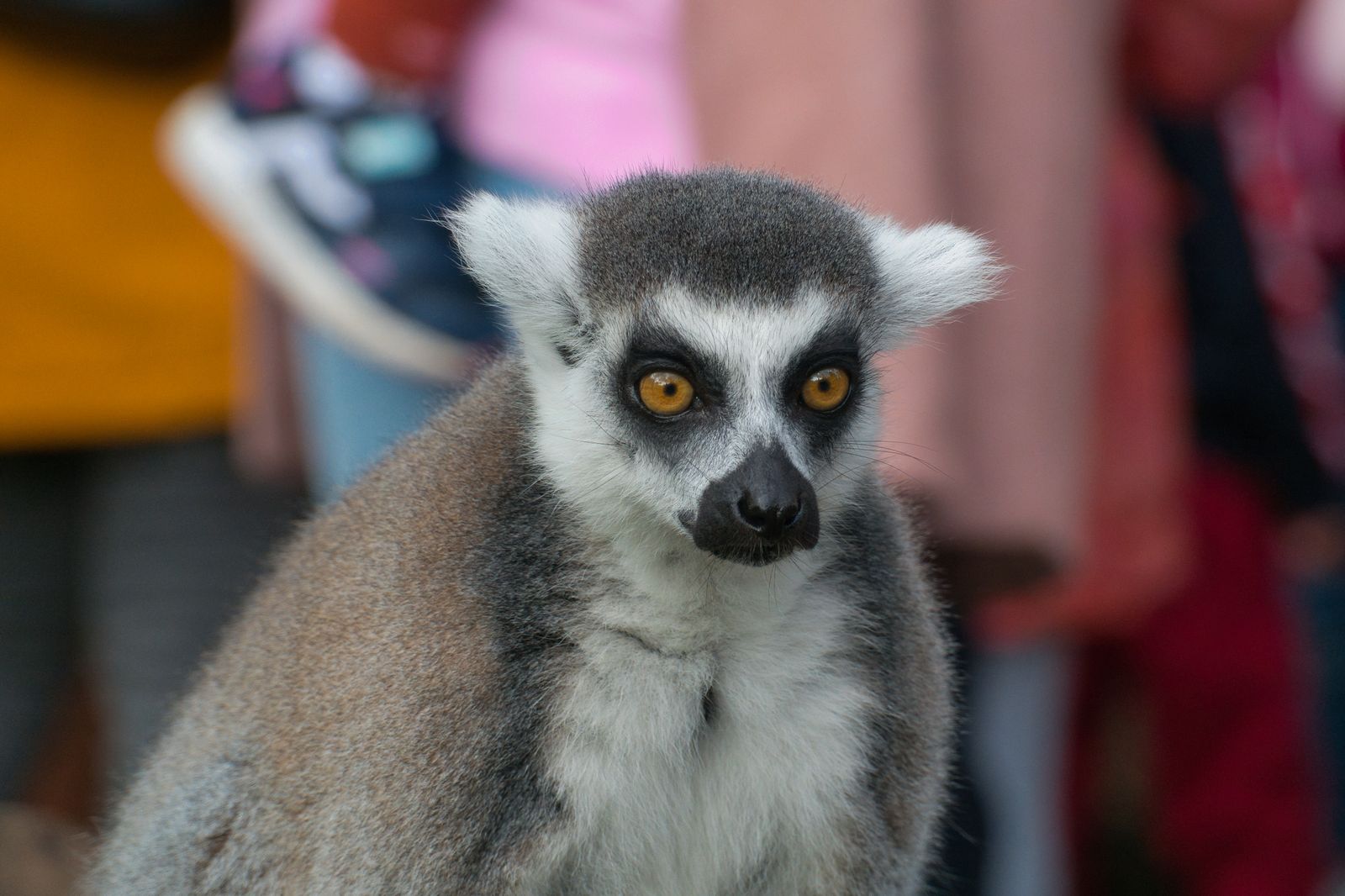 Lemur Photos, Download The BEST Free Lemur Stock Photos & HD Images