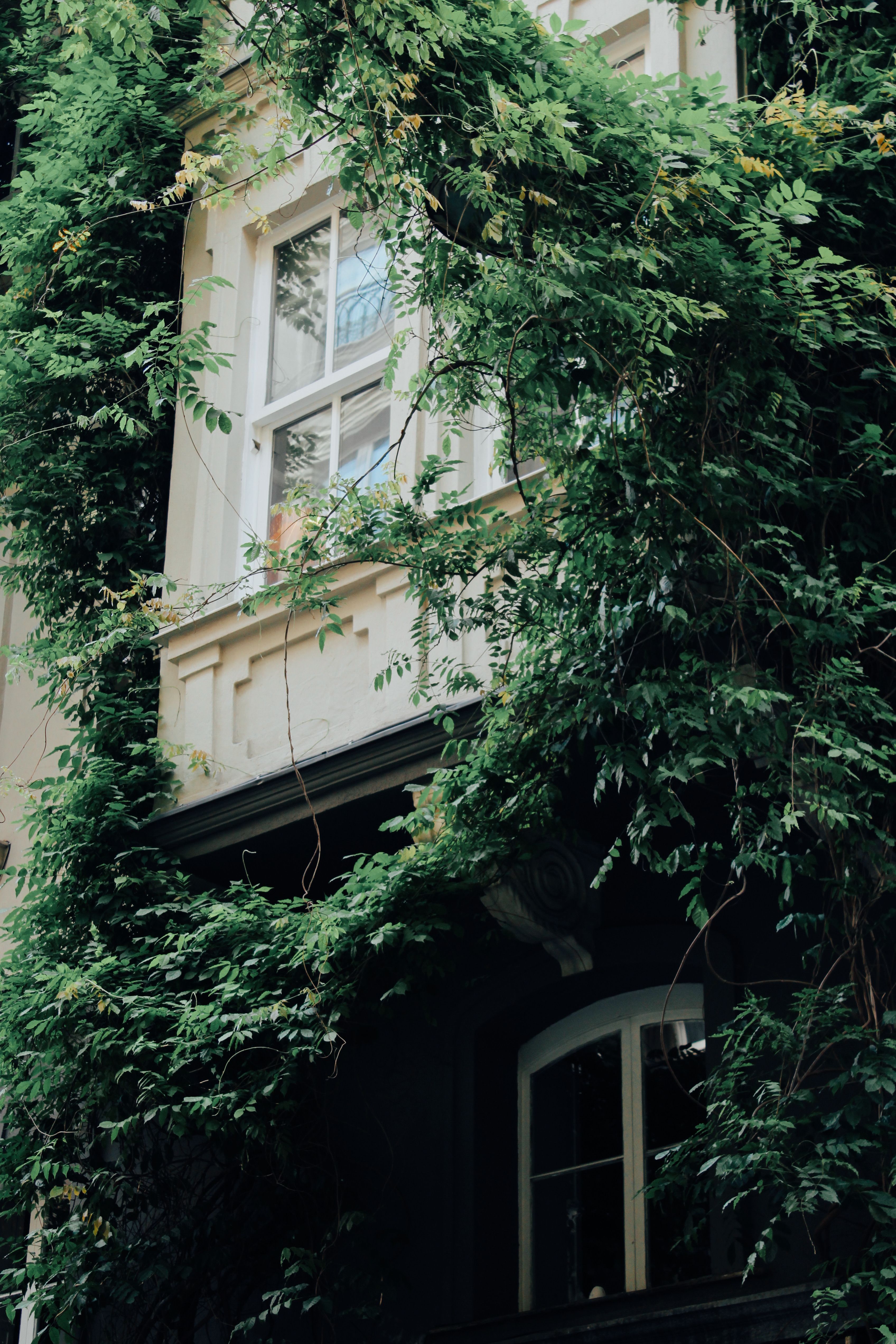 A building with vines growing on it · Free Stock Photo