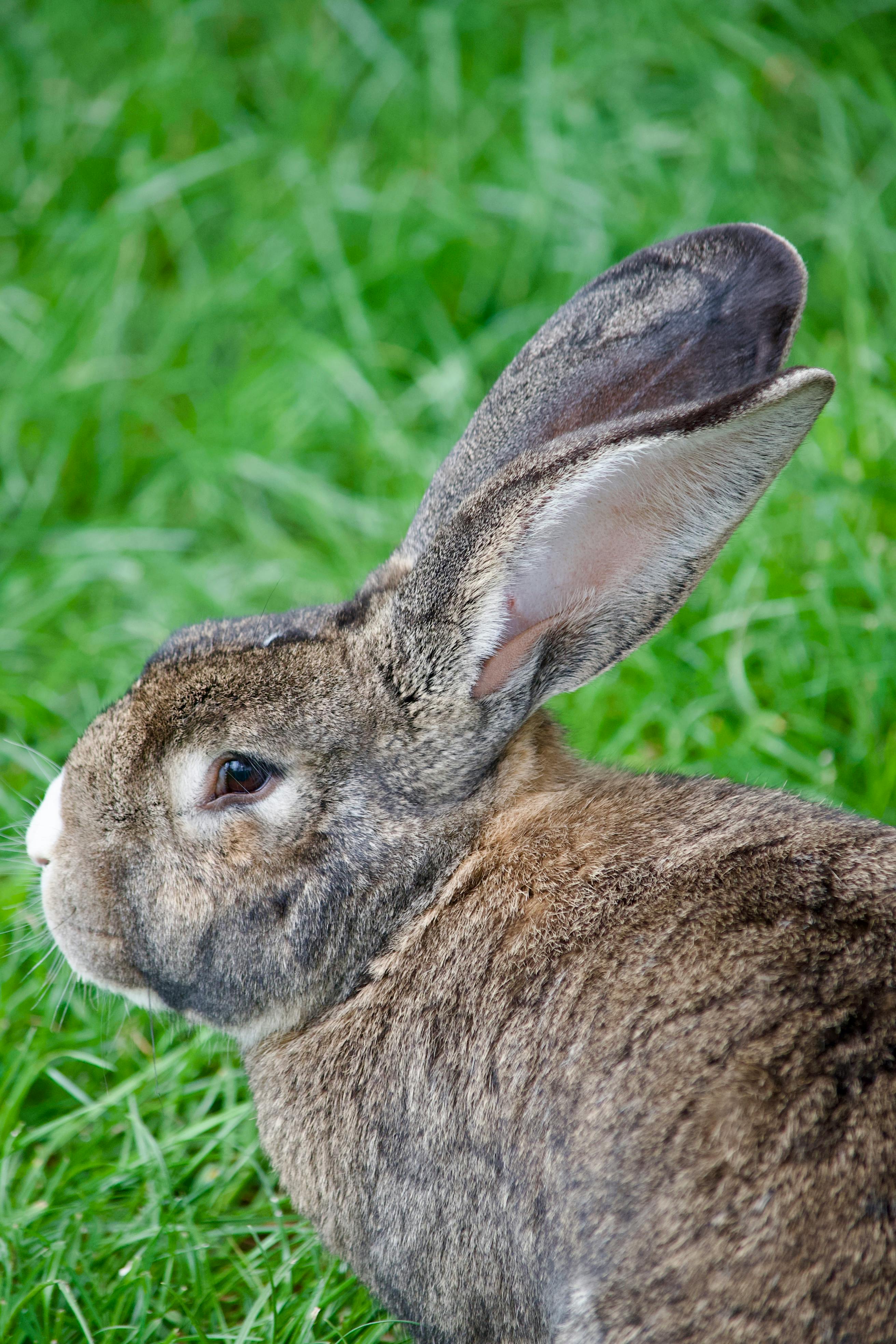 Portrait of Hare · Free Stock Photo