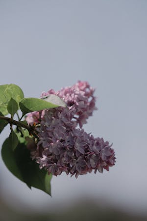 Purple Nature Photos, Download The BEST Free Purple Nature Stock Photos ...