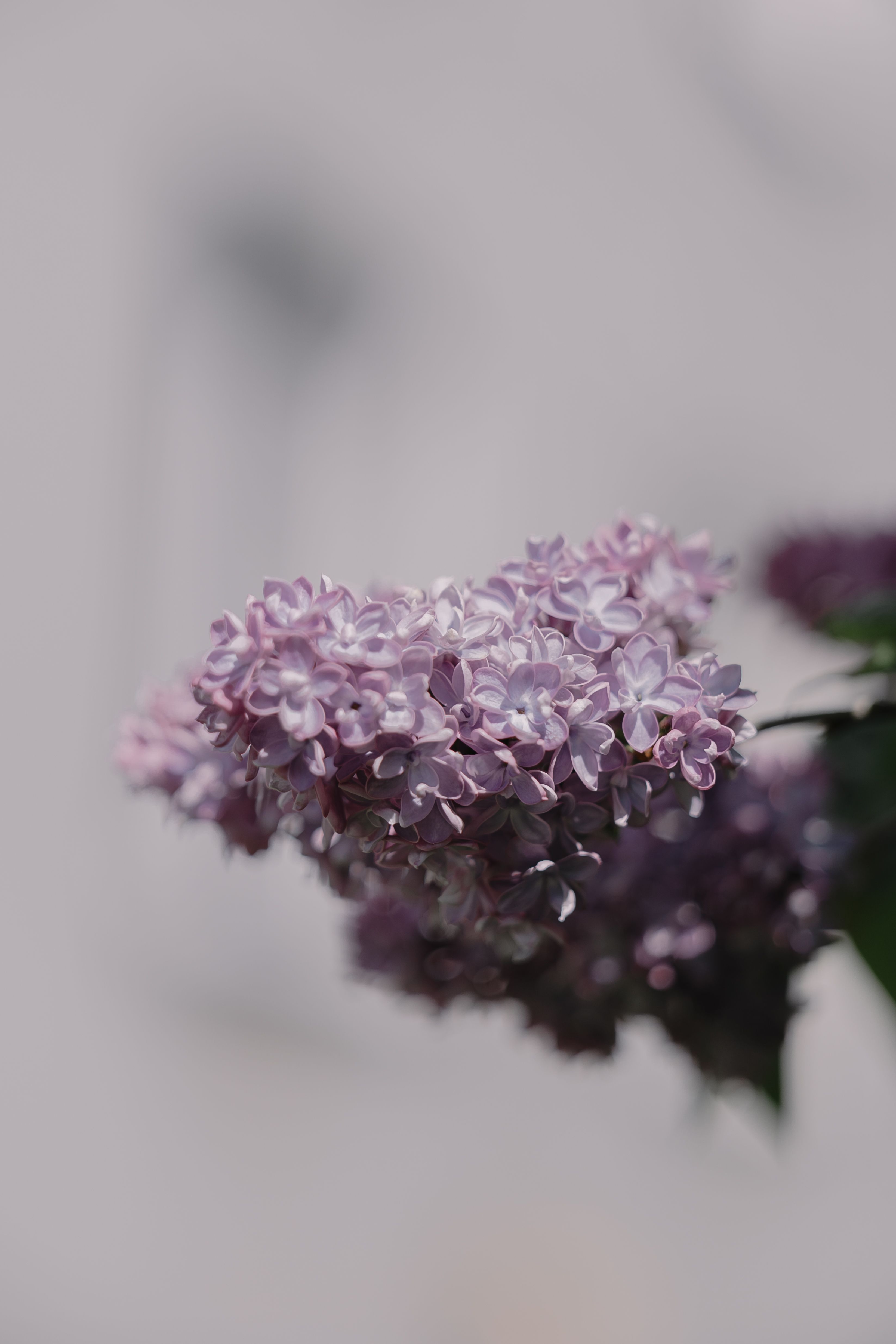 Closeup of Common Lilac Flower · Free Stock Photo