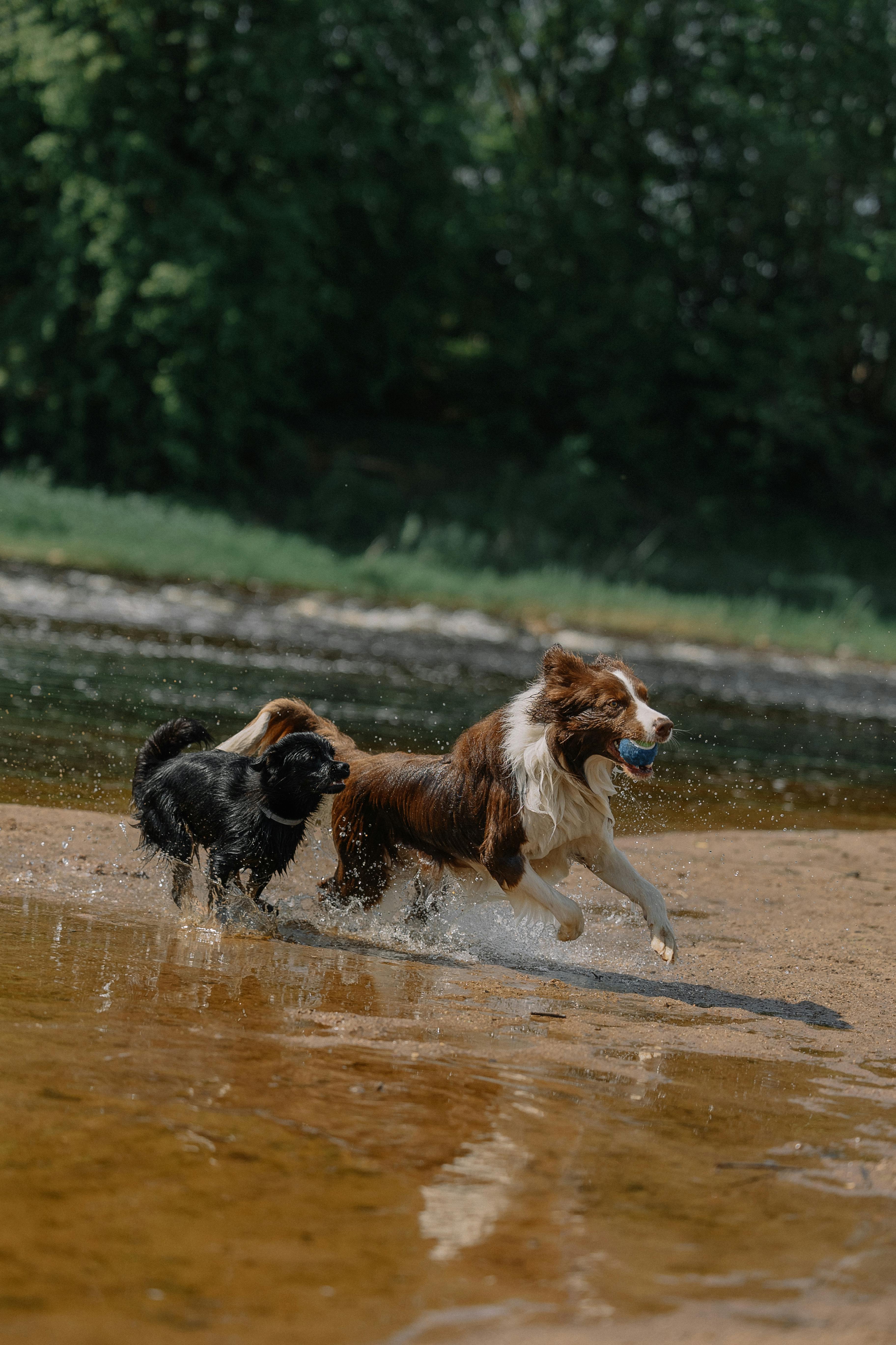 Animals Run To The Forest Photos, Download The BEST Free Animals Run To ...