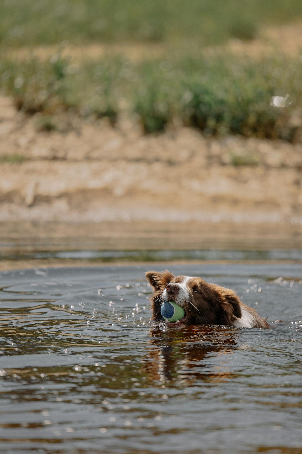 Dog Catch Tennis Ball Photos, Download The BEST Free Dog Catch Tennis ...