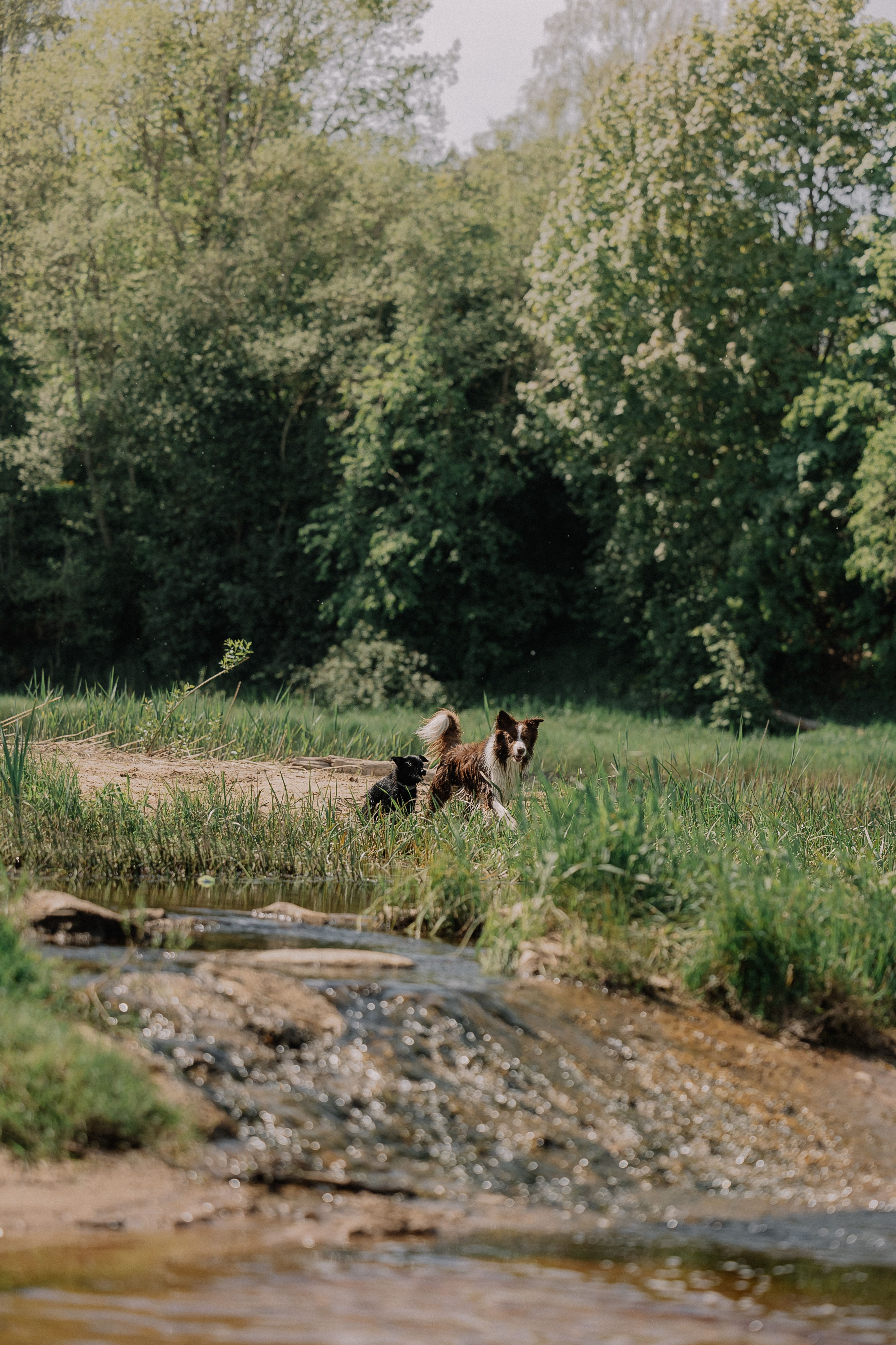 Dogs Running into River · Free Stock Photo