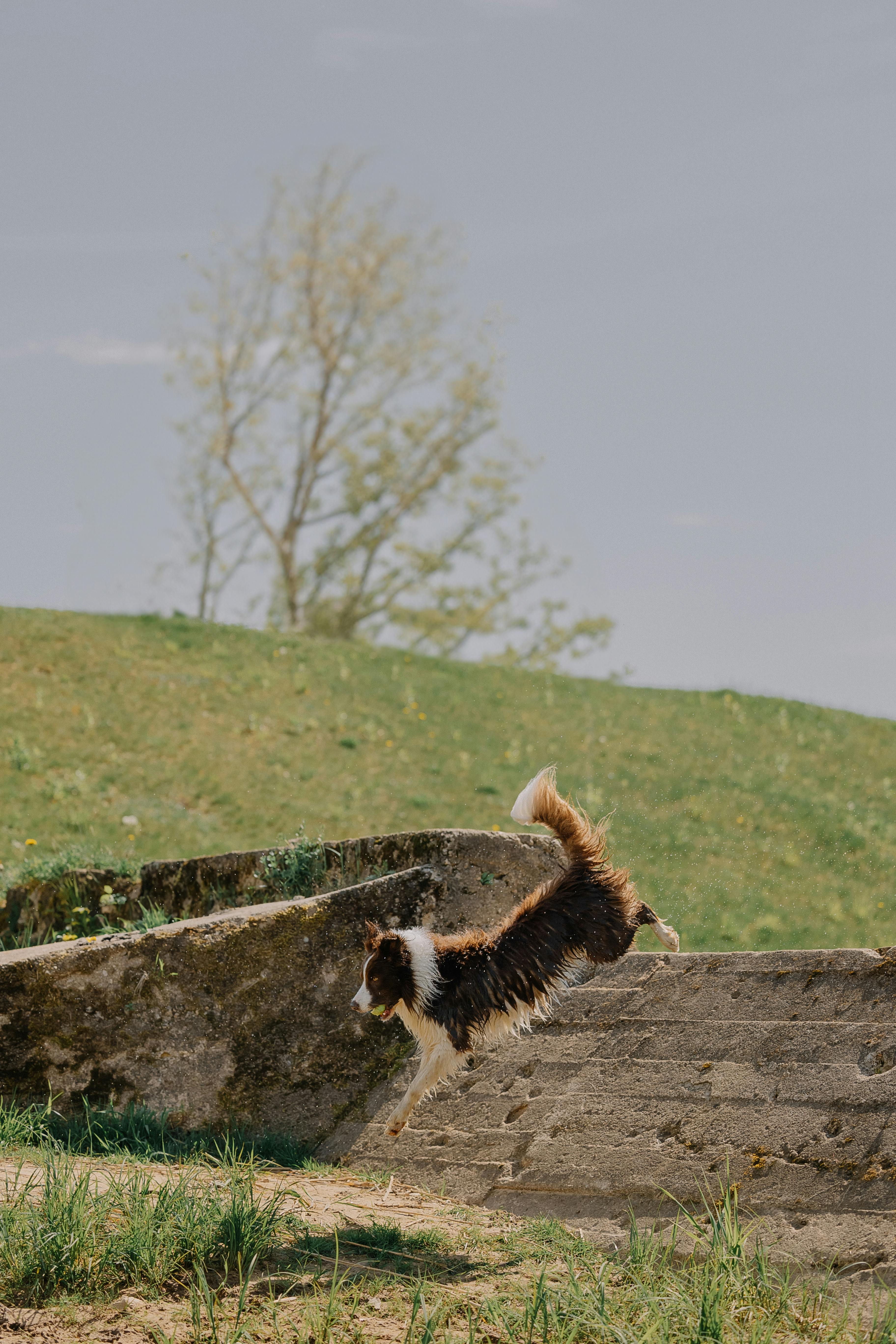 Dogs Running on the Field Under Blue Sky · Free Stock Photo