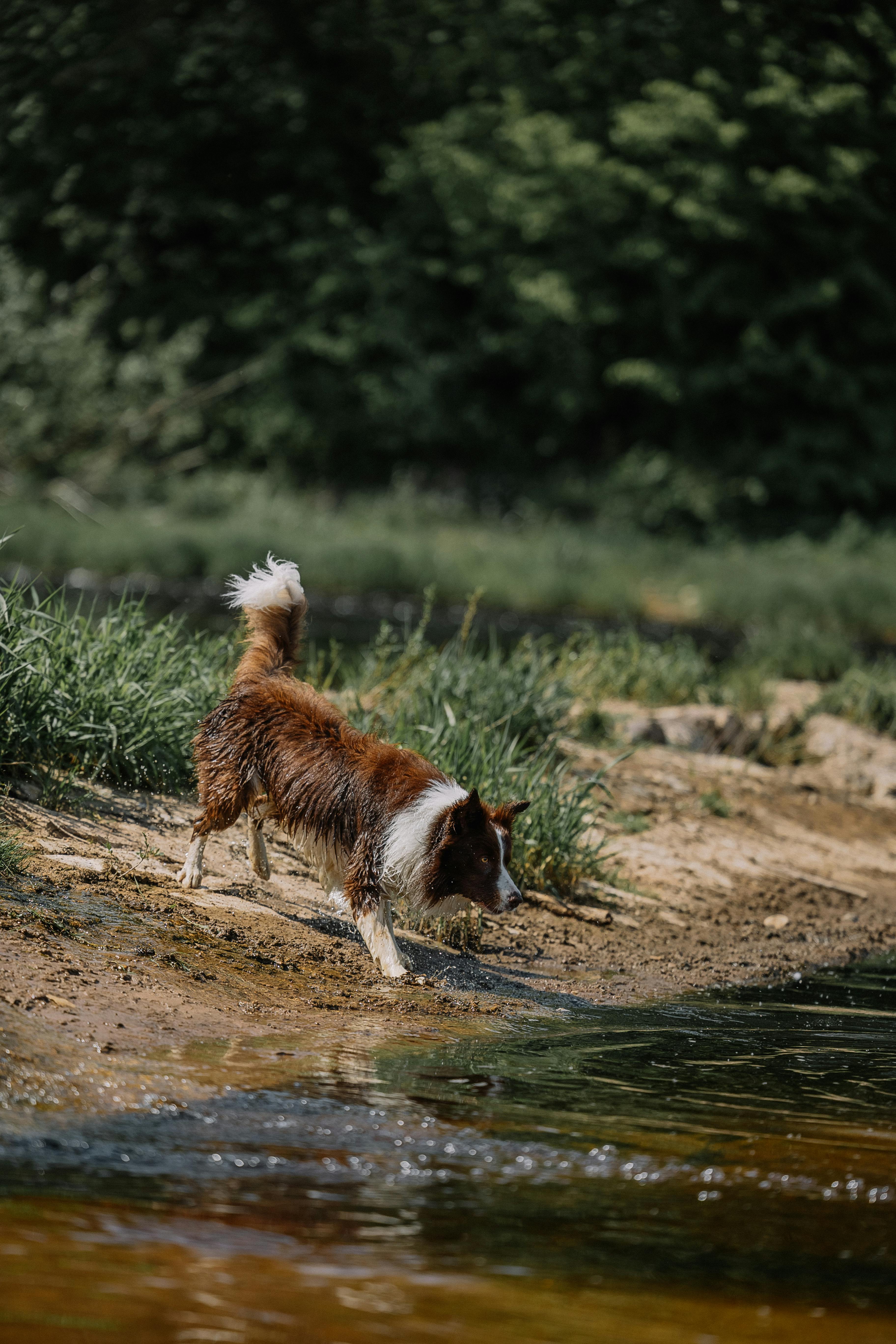 Cute Dog Walking on the Sand by the River · Free Stock Photo