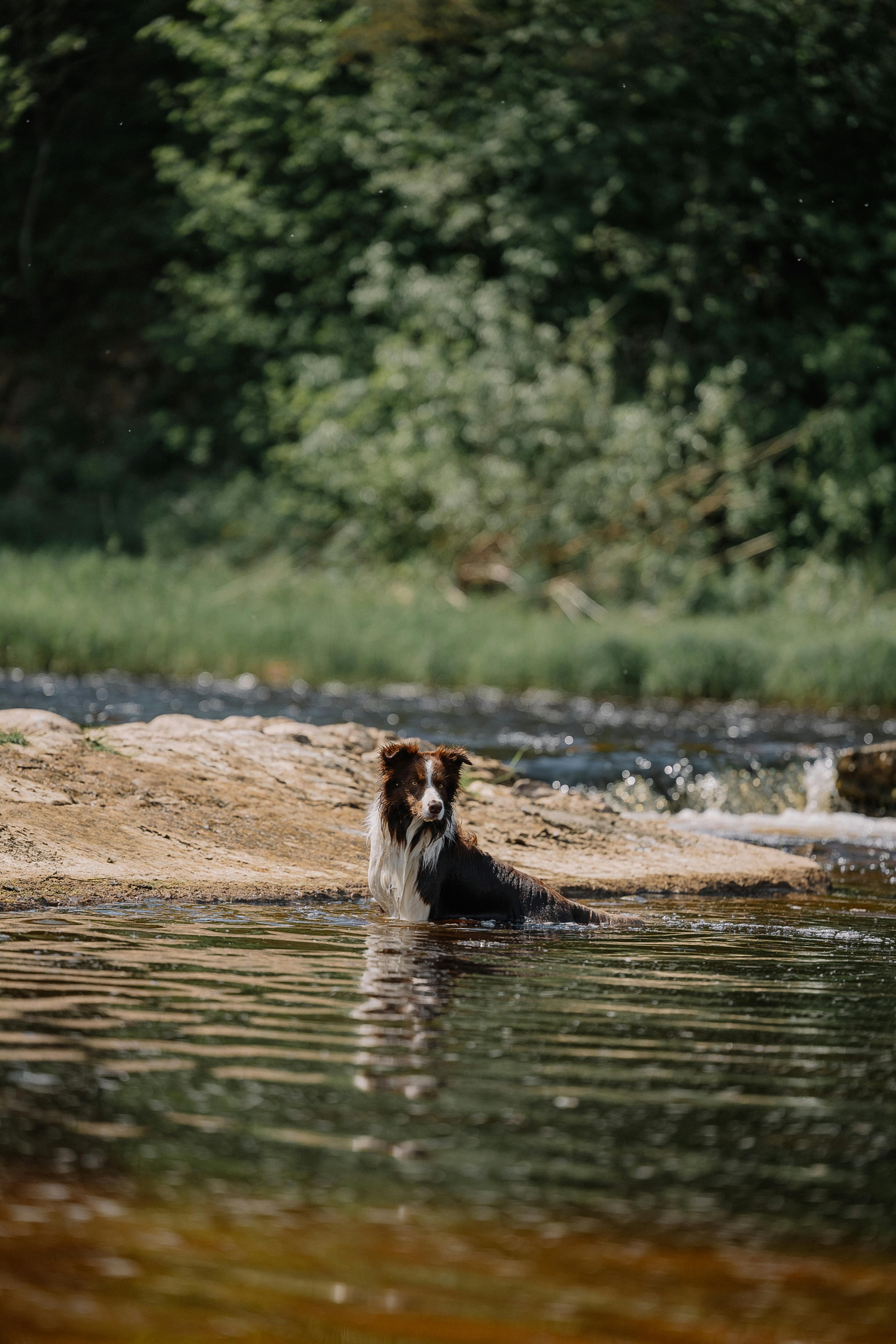 Black And White Border Collie Bathing Photos, Download The BEST Free ...