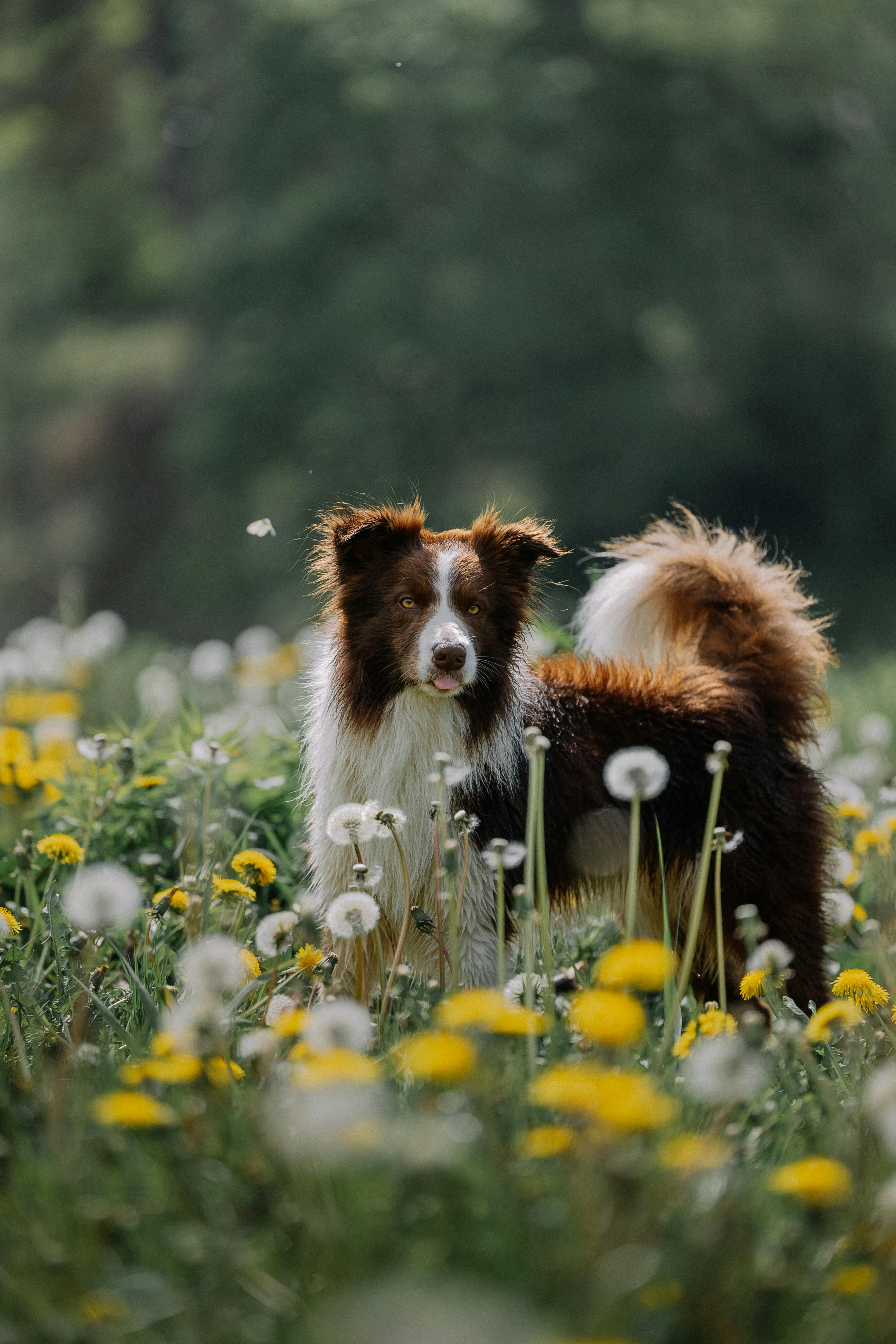 A Border Collie Dog Standing on a Meadow with Flowers · Free Stock Photo