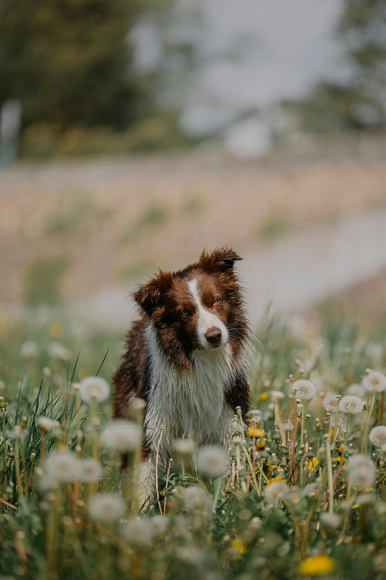 Border Collie Photos, Download The BEST Free Border Collie Stock Photos ...