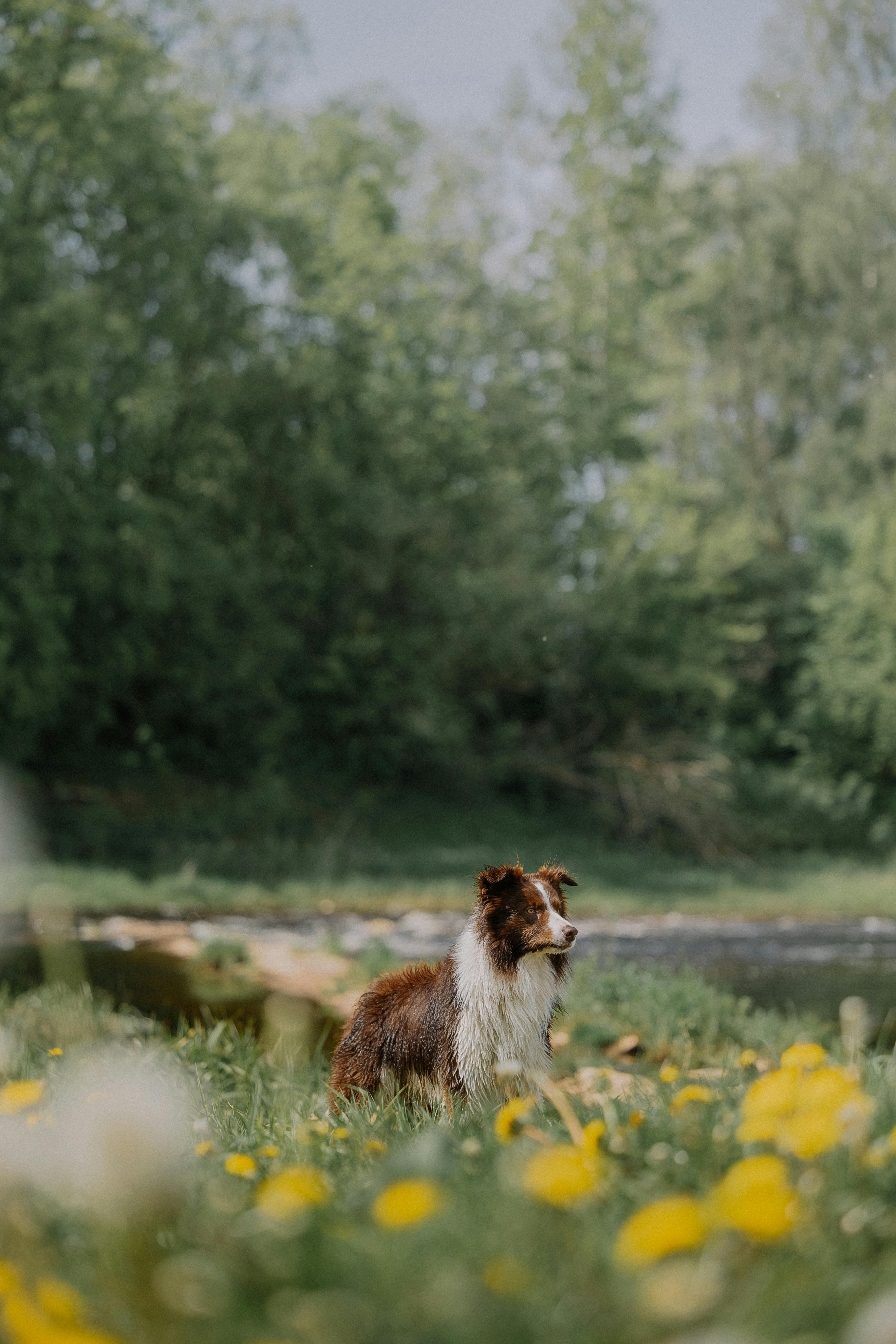 Dog River Photos, Download The BEST Free Dog River Stock Photos & HD Images