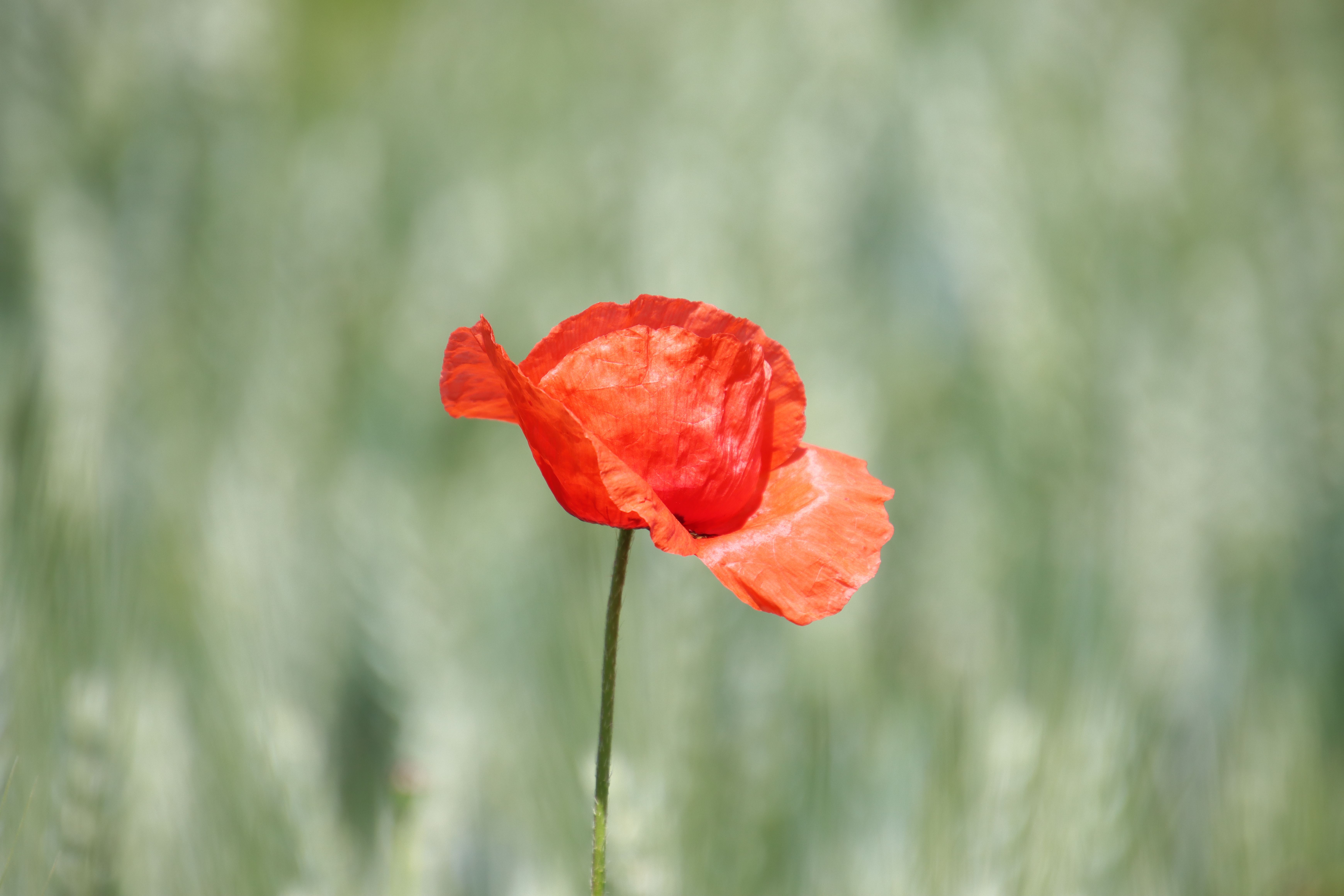 Single Blooming Poppy · Free Stock Photo