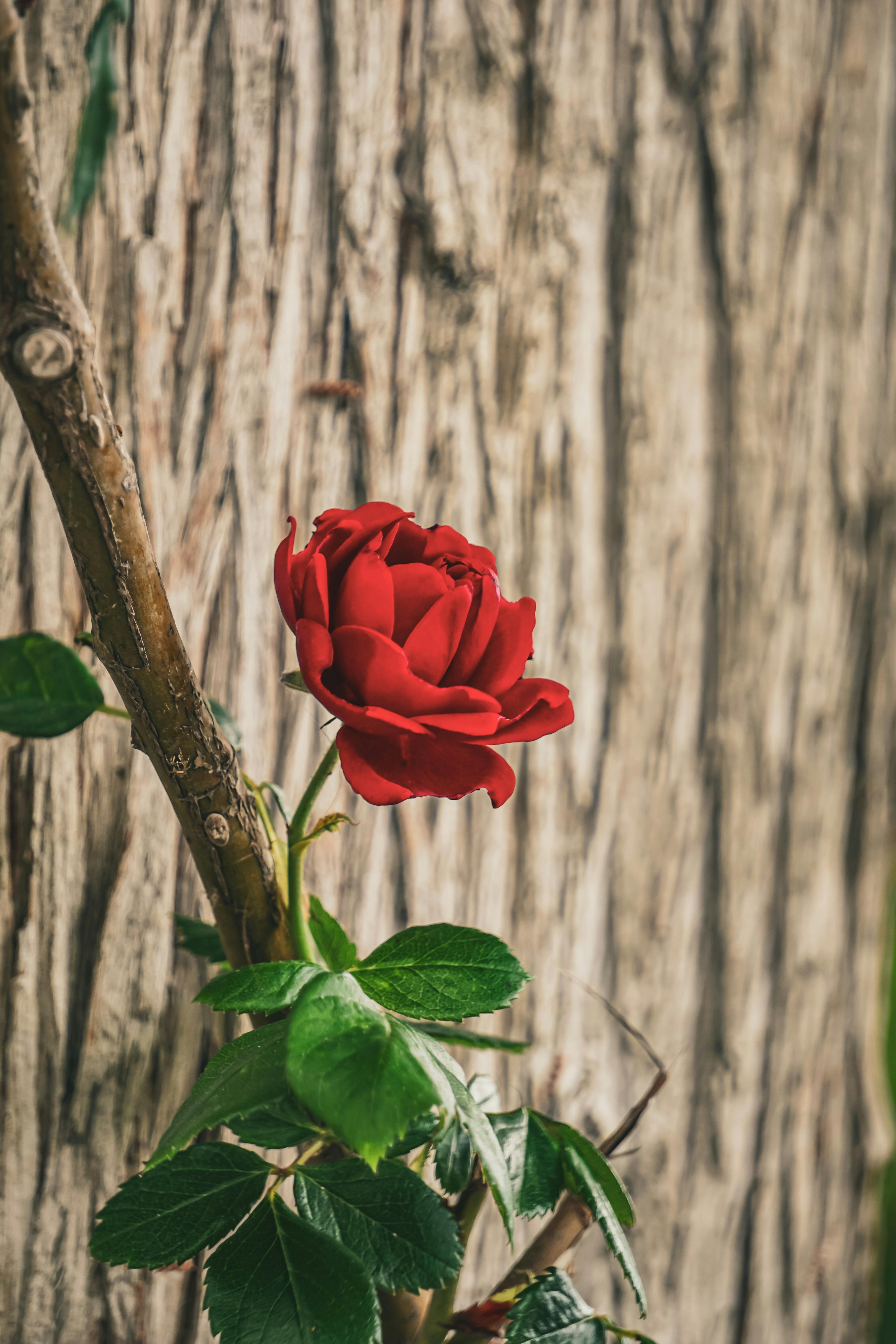 Red Rose Plant Photos, Download The BEST Free Red Rose Plant Stock ...