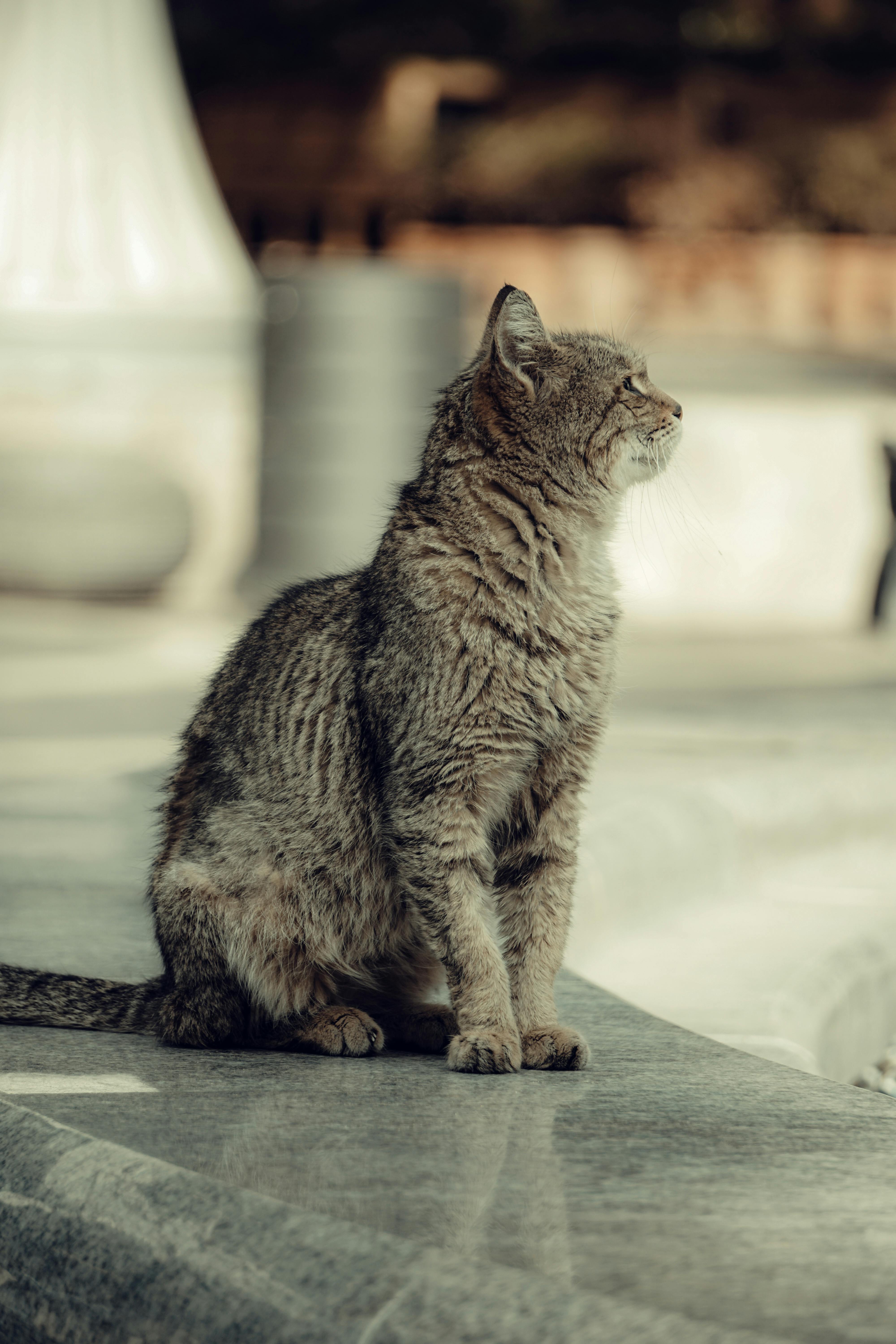Sitting Gray Cat with Ruffled Fur · Free Stock Photo