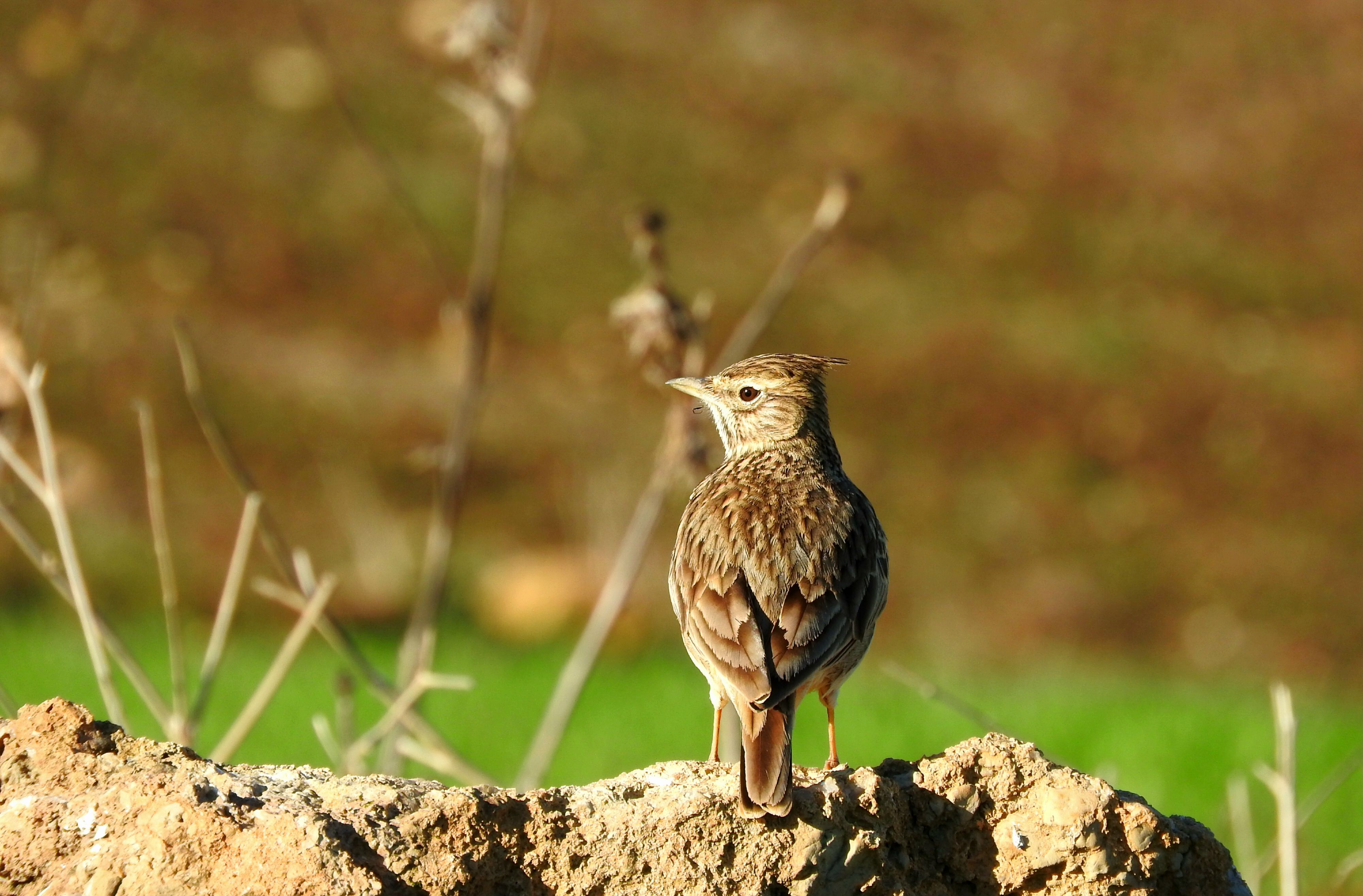 Crested Lark Bird · Free Stock Photo