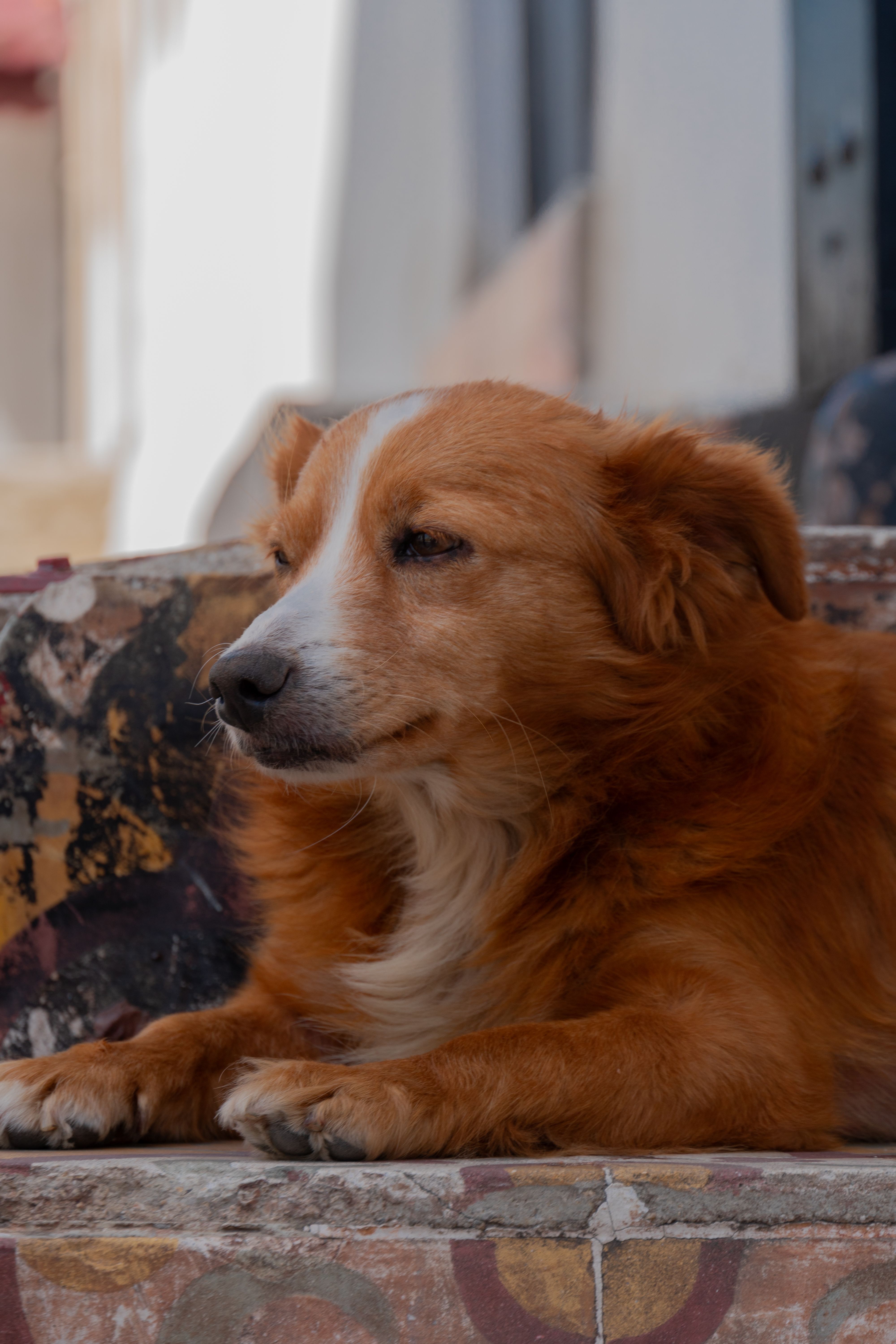 Dogs In Morocco Photos, Download The BEST Free Dogs In Morocco Stock ...