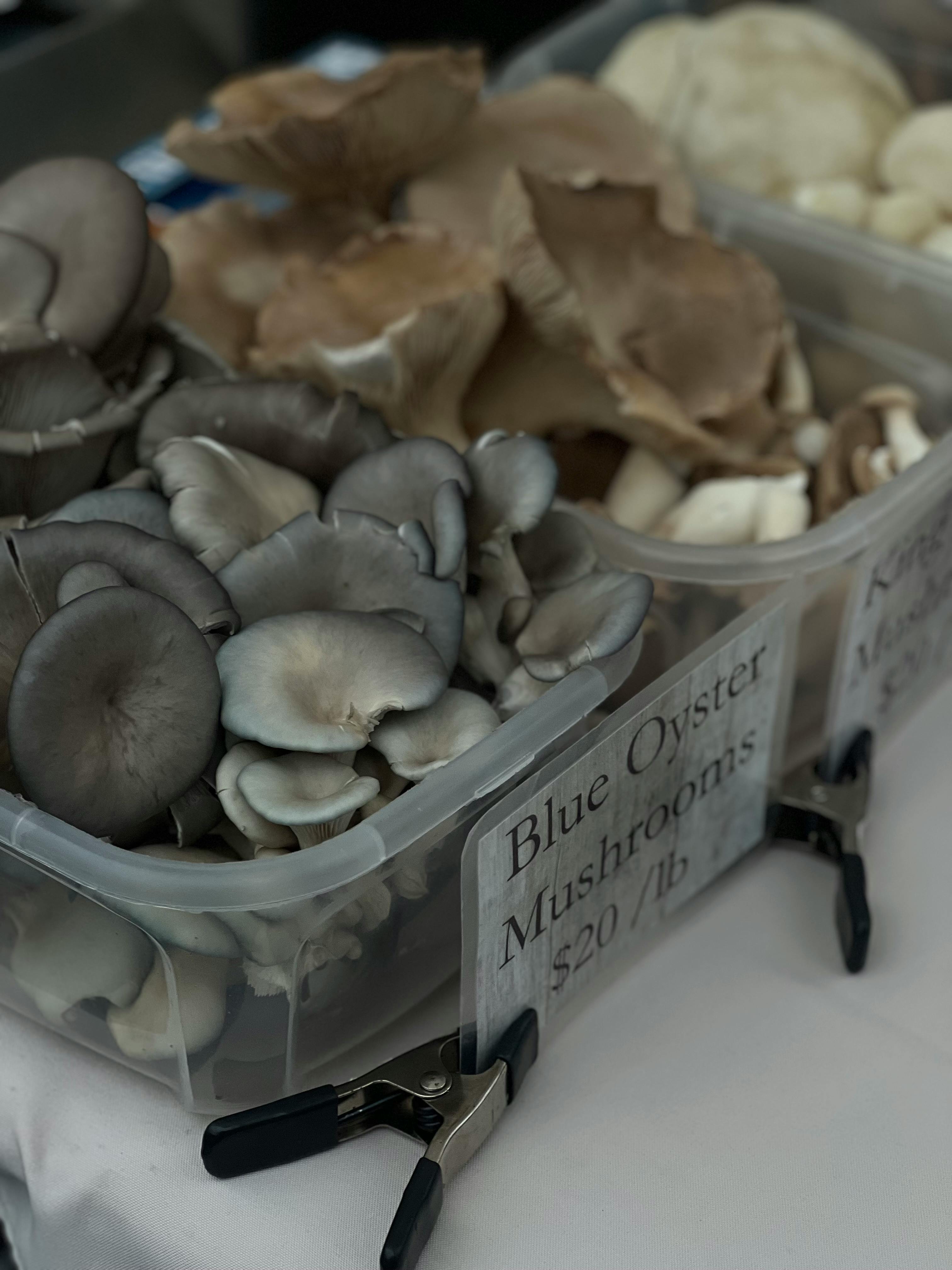 Blue Oyster Mushrooms in a Plastic Container · Free Stock Photo