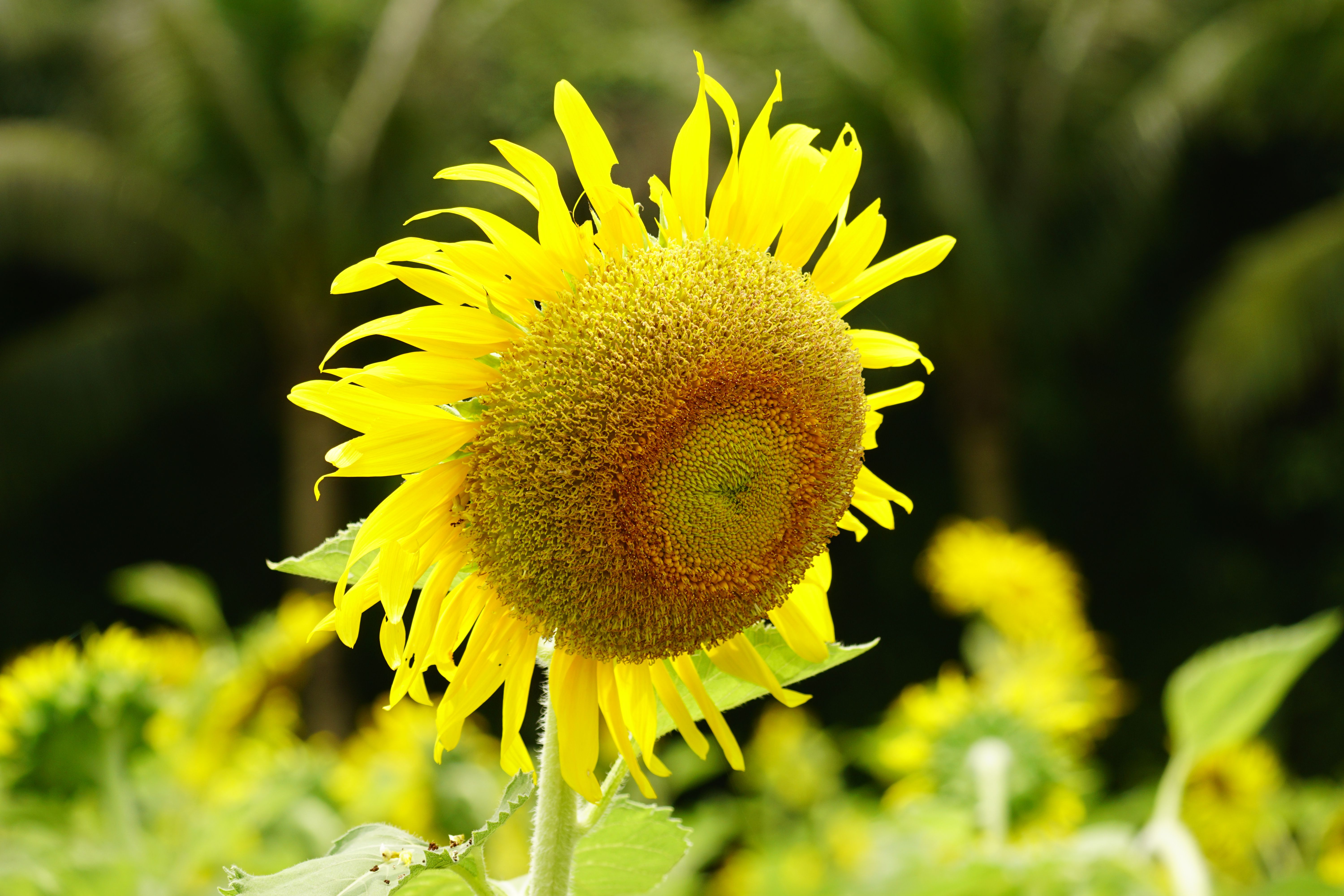 A sunflower is shown in a field with green trees · Free Stock Photo