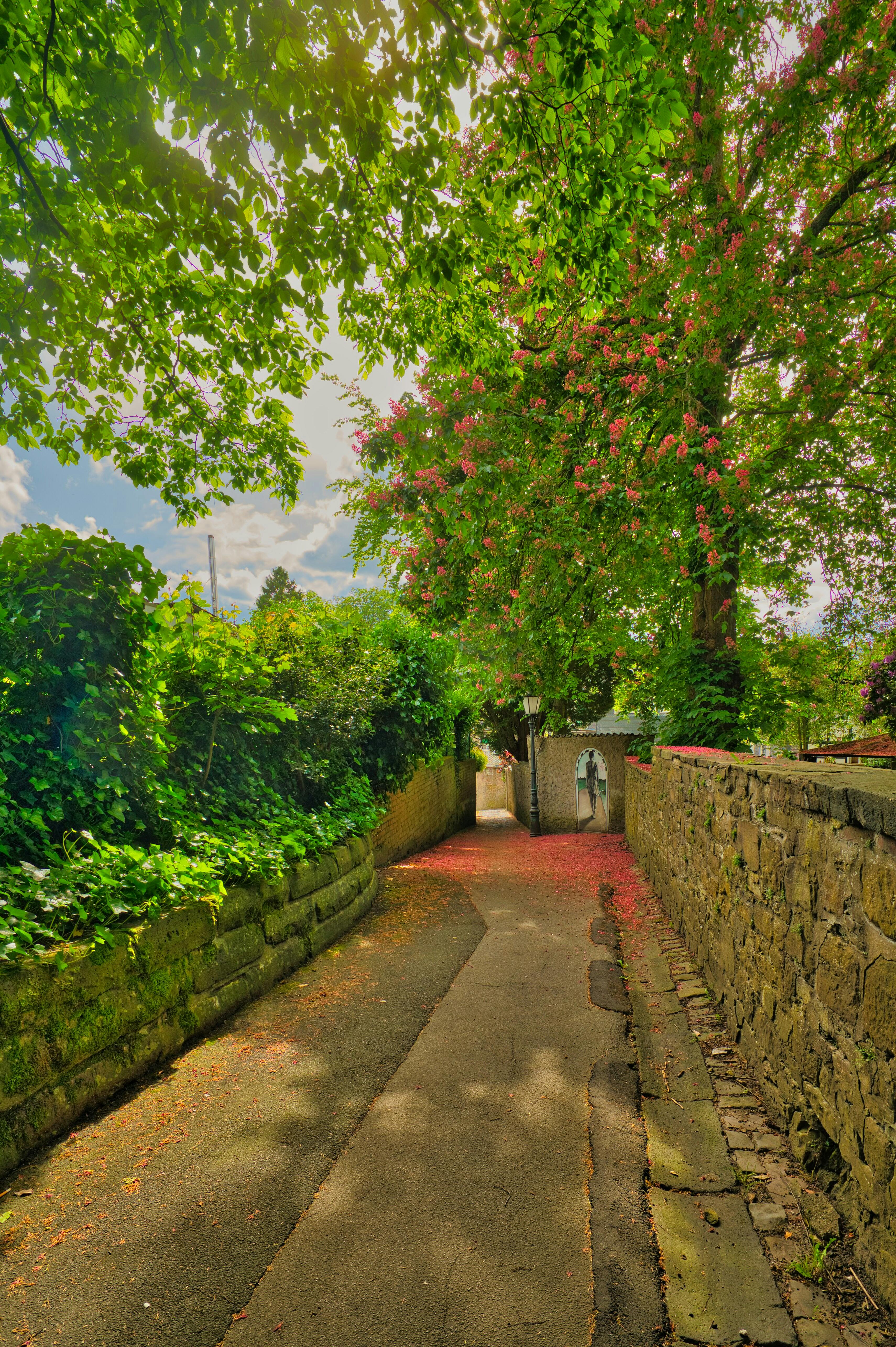 Pavement Among Trees · Free Stock Photo
