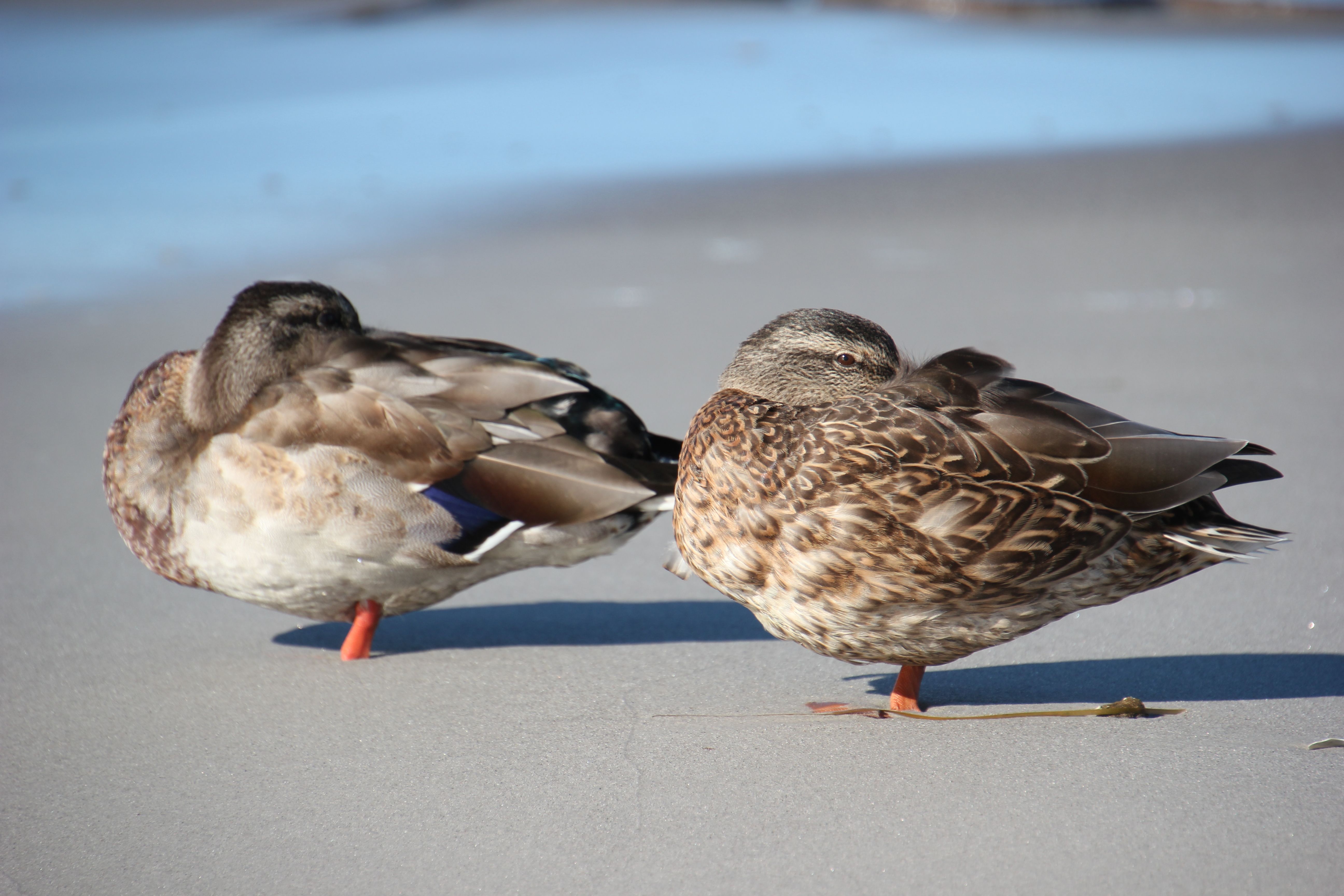 4k Ducks Photos, Download The BEST Free 4k Ducks Stock Photos & HD Images
