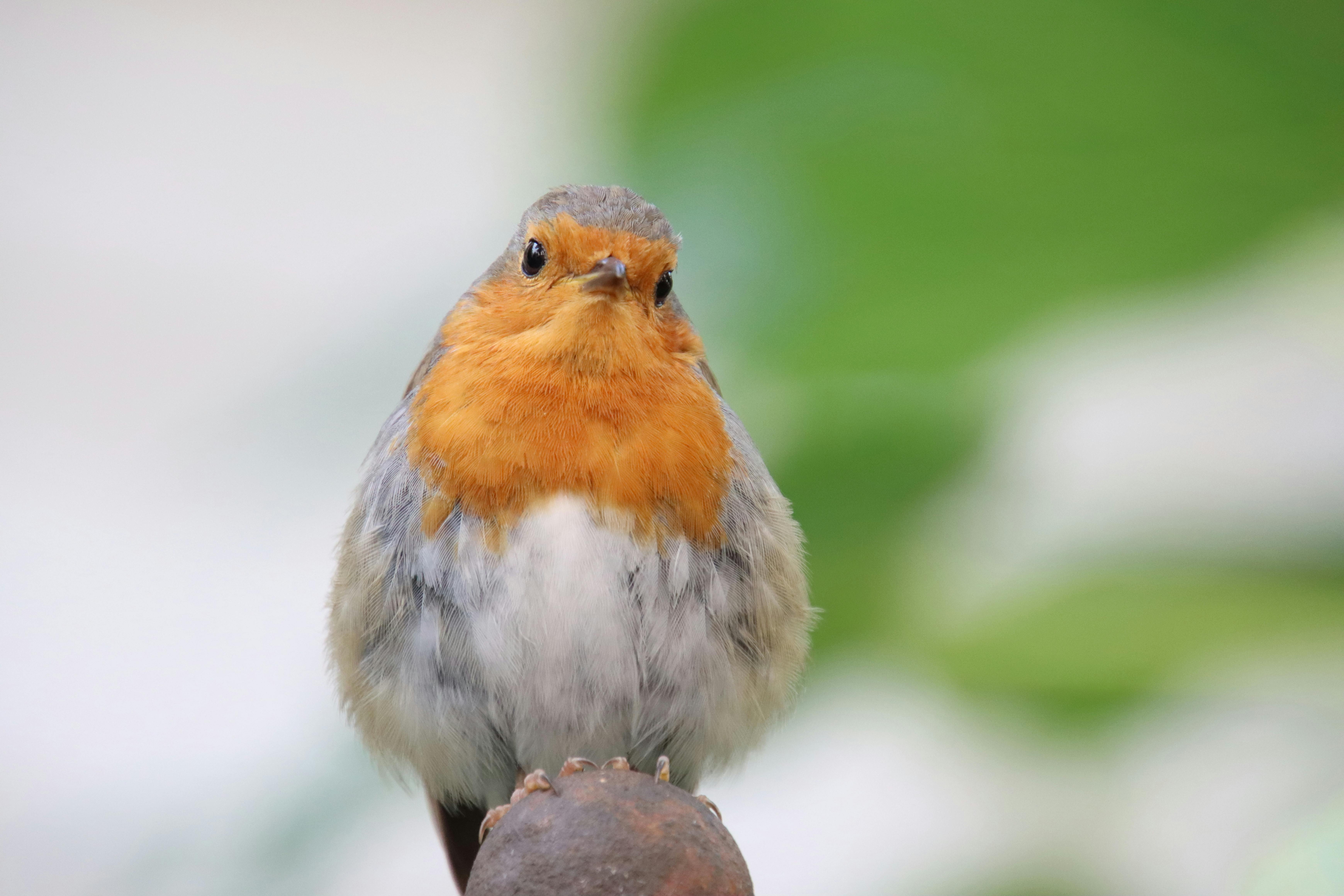 Anime Wallpaper Photos, Download The BEST Free Anime Wallpaper Stock ...