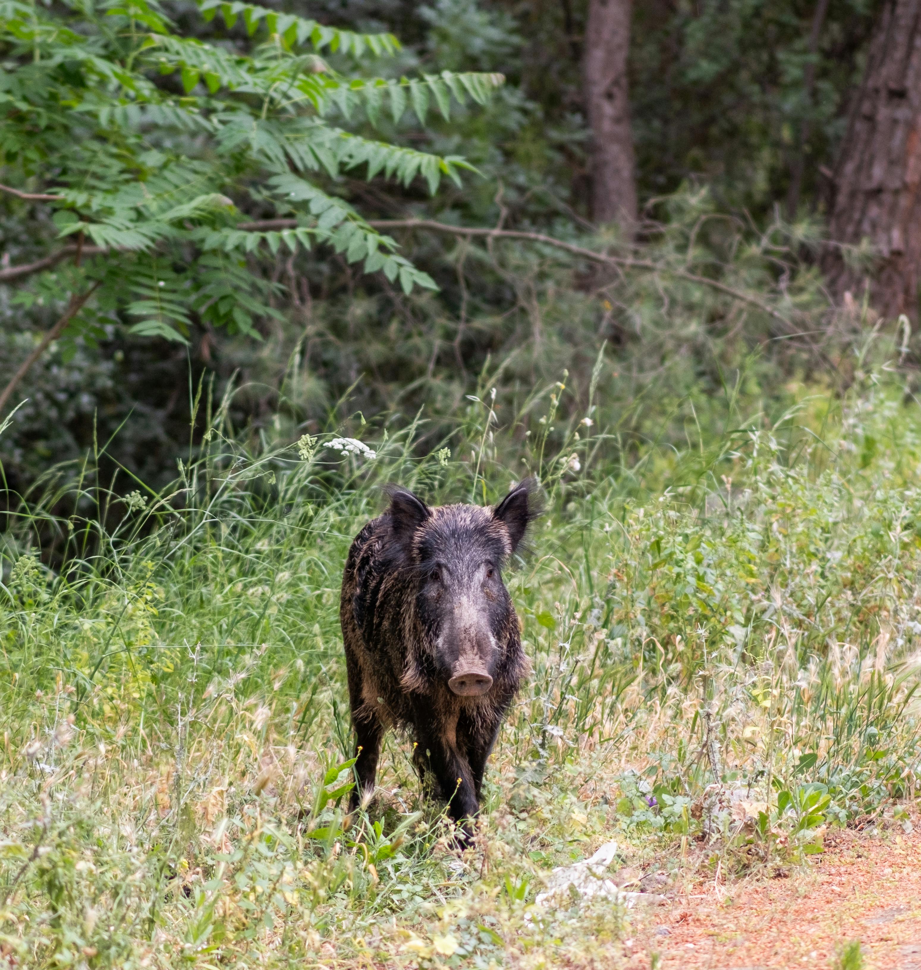 Wild Boar Behavior Photos, Download The BEST Free Wild Boar Behavior ...